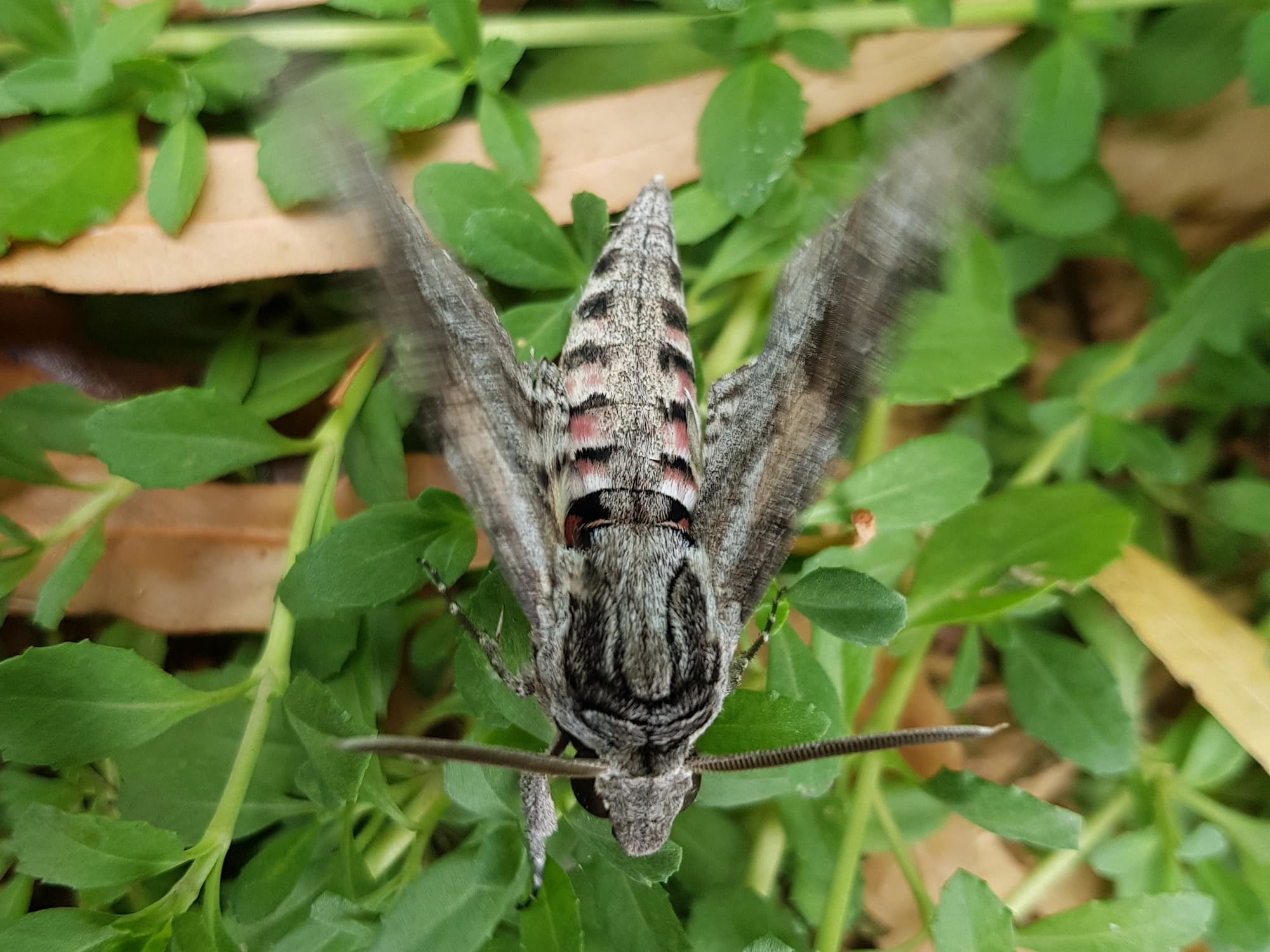 A Hawk Moth in Alice… – Ausemade