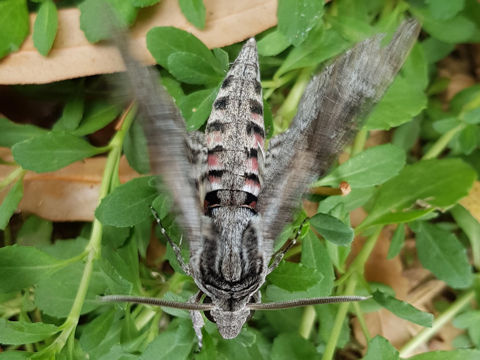 A Hawk Moth in Alice… – Ausemade