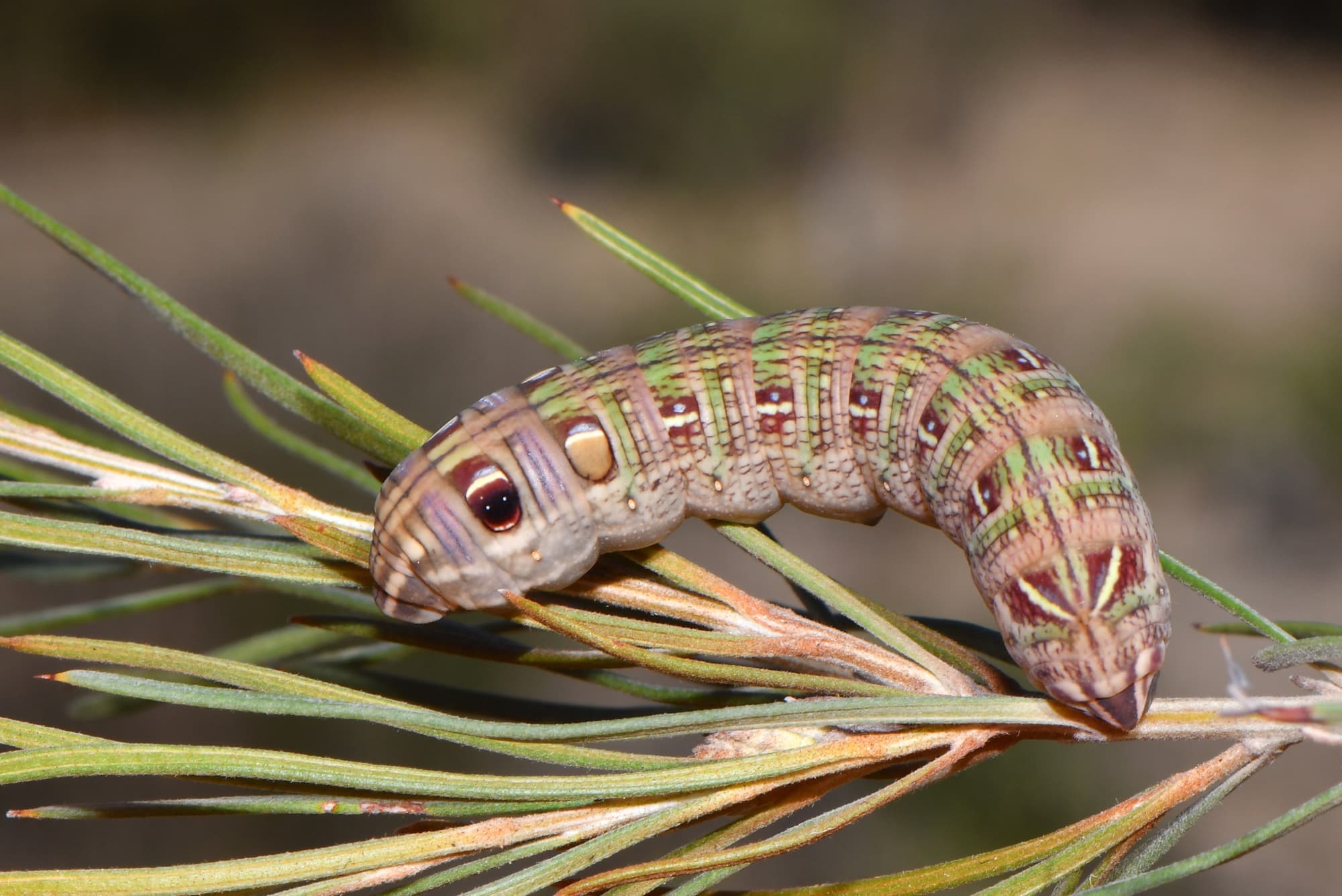 Hippotion scrofa (Coprosma Hawk Moth) – Ausemade