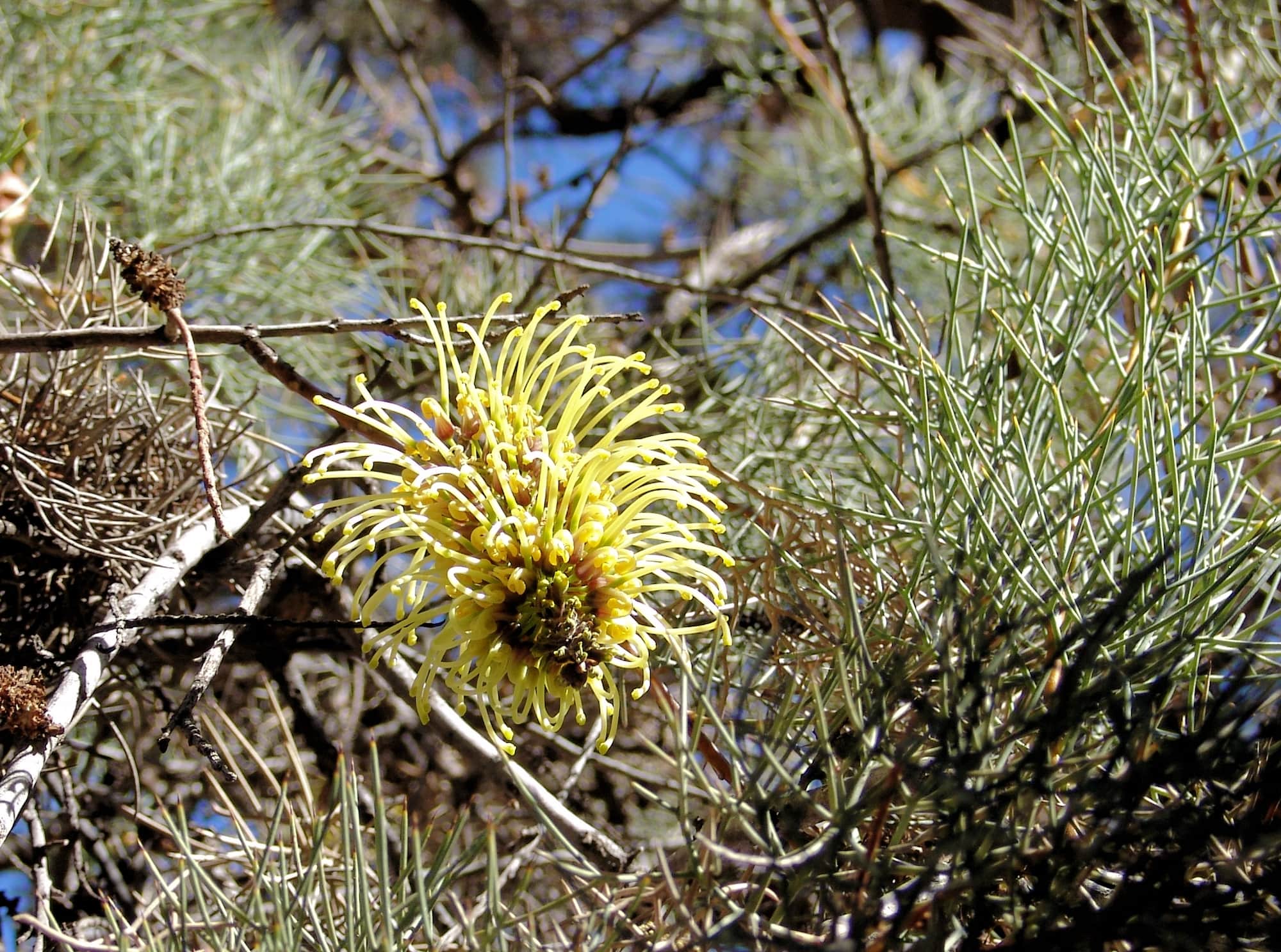 Sacred Sites and the Corkwood Tree – Ausemade