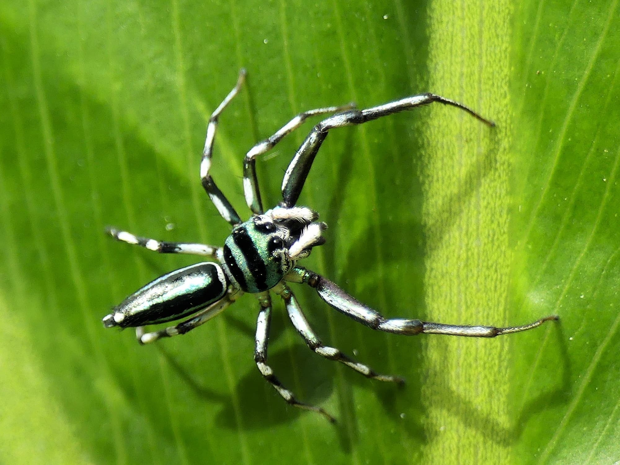 Queensland Spiders – Ausemade