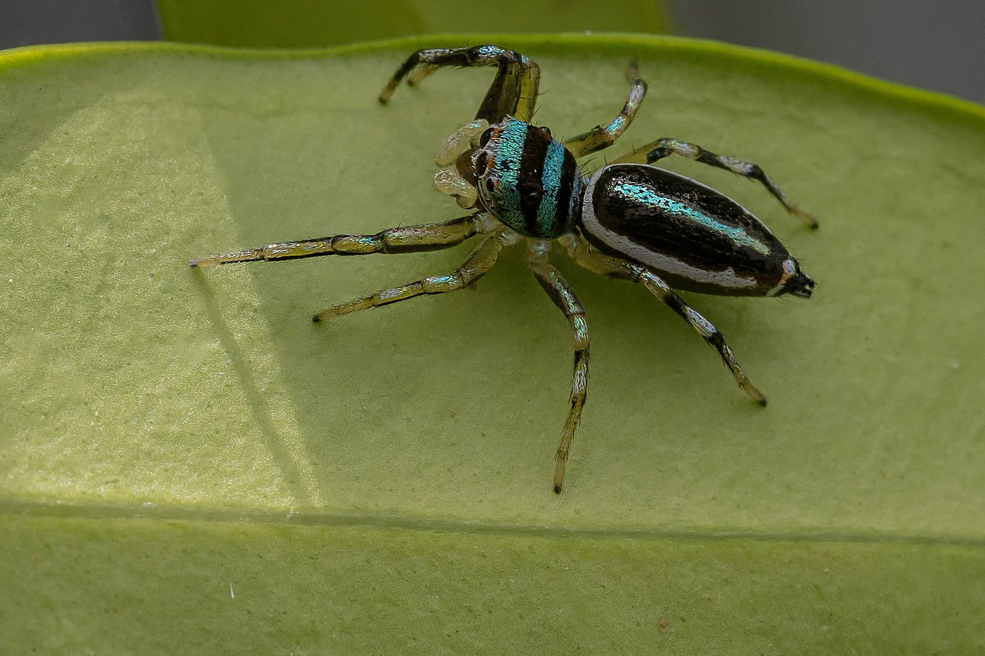 Cosmophasis micarioides – Ausemade
