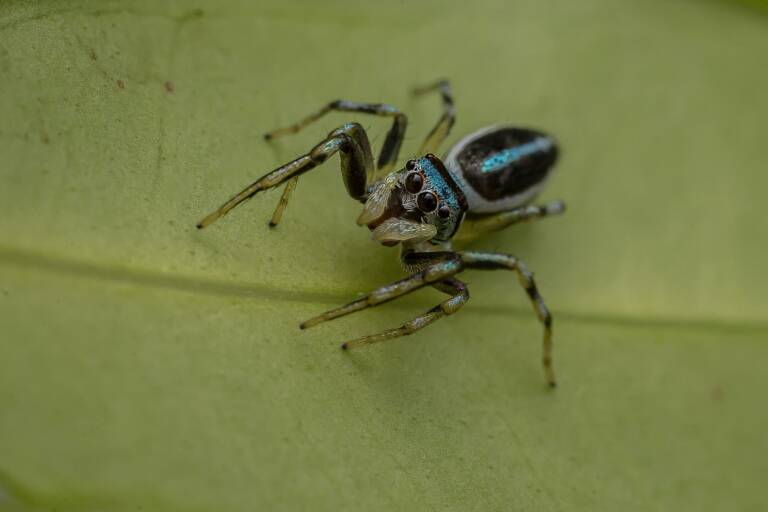 Cosmophasis micarioides – Ausemade