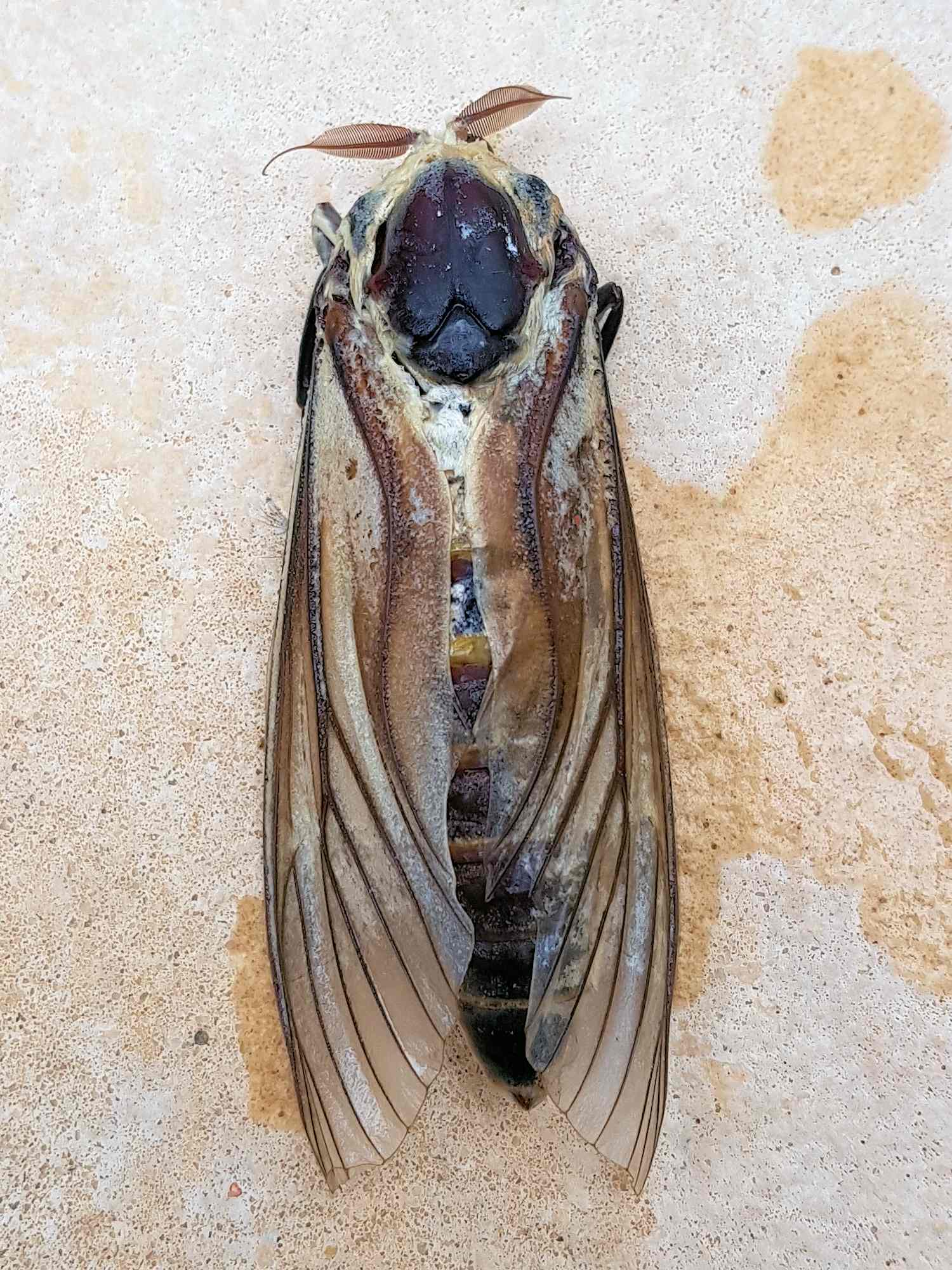 Endoxyla Moth (family Cossidae) – Ausemade