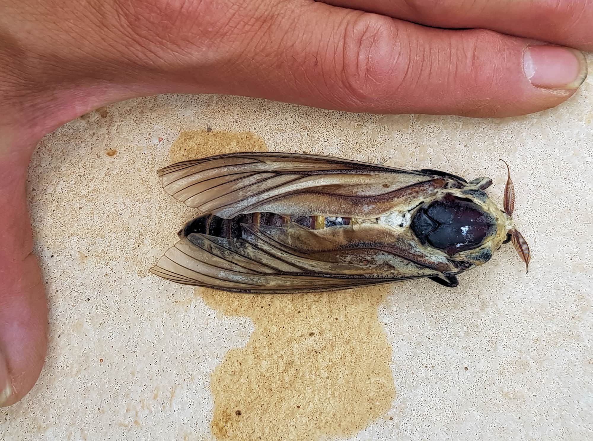 Endoxyla Moth (family Cossidae) – Ausemade