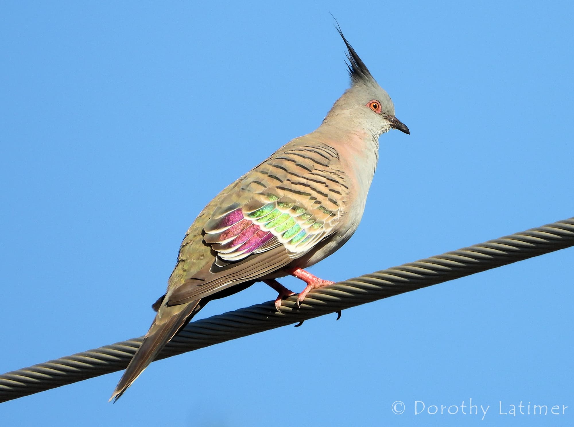 Alice Springs — Crested Pigeon – Ausemade
