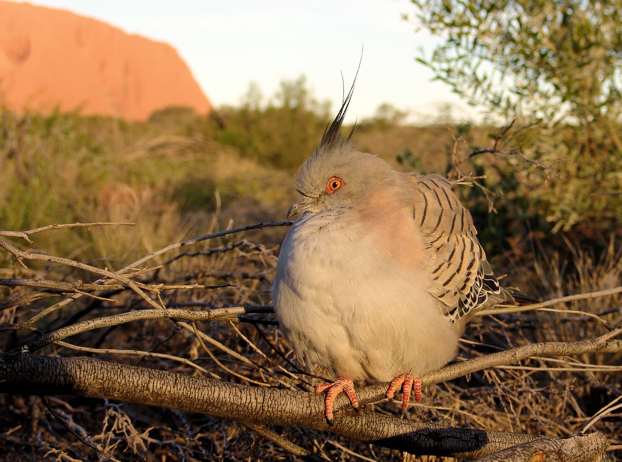 Crested Pigeon – Ausemade