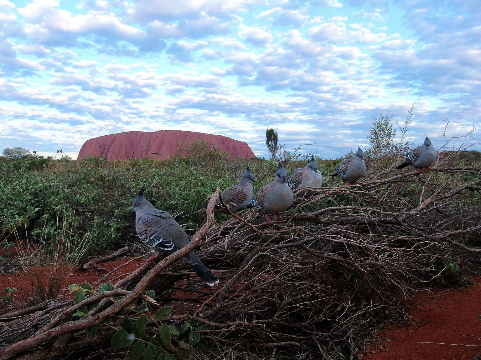 Fauna of Uluru-Kata Tjuta – Ausemade