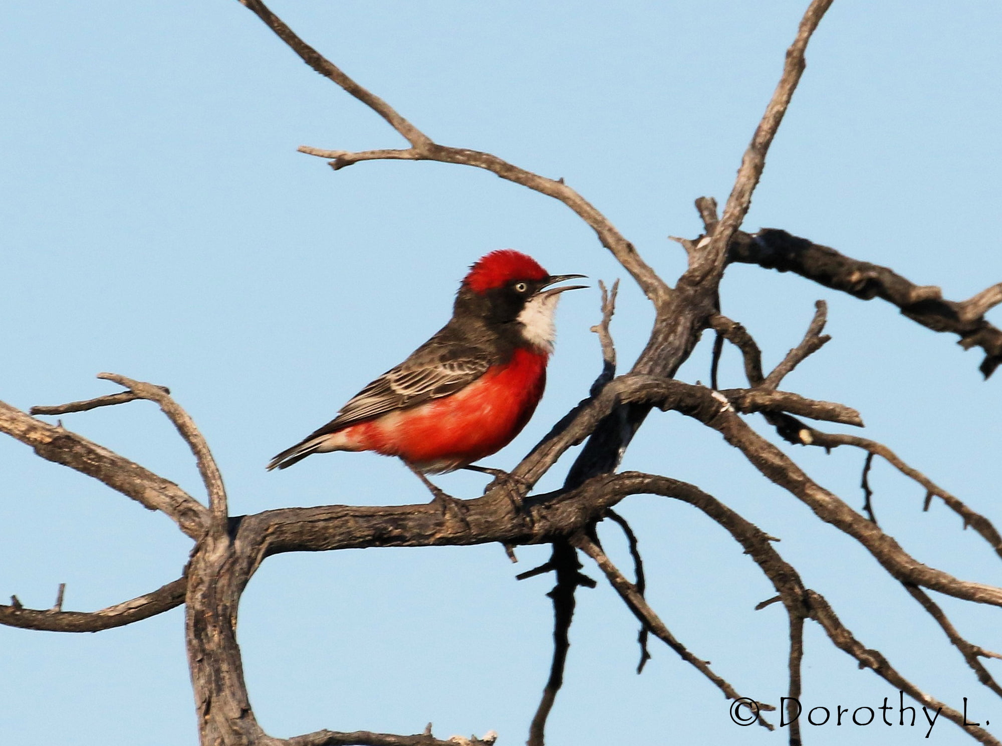 Crimson Chat – perched – Ausemade