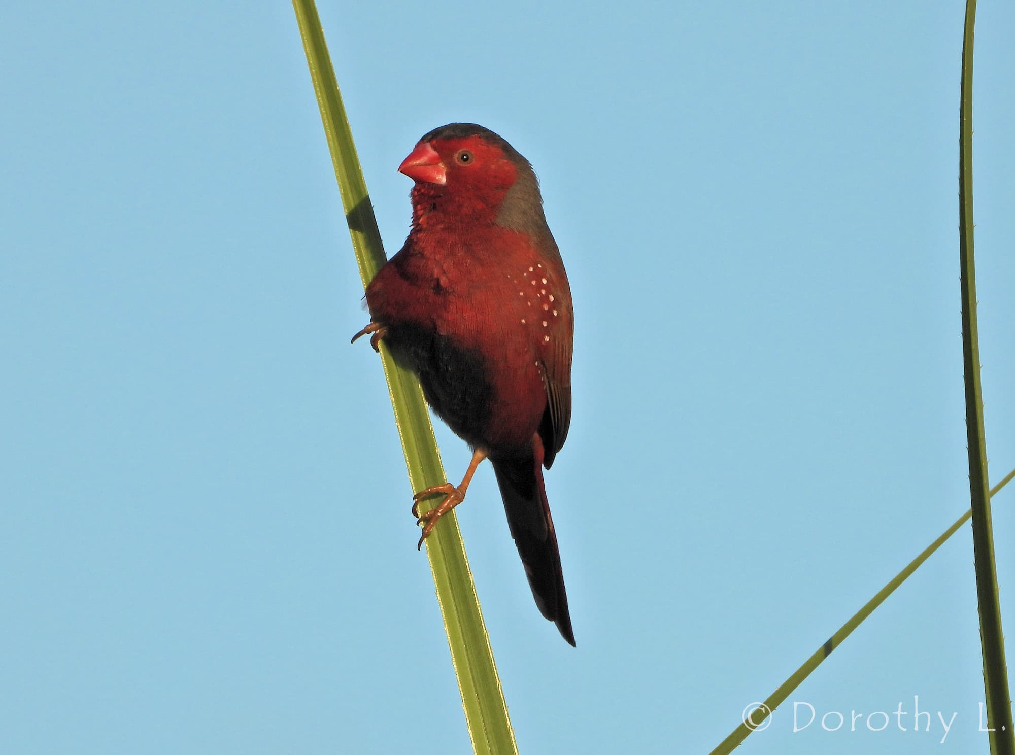 Crimson Finch – Ausemade