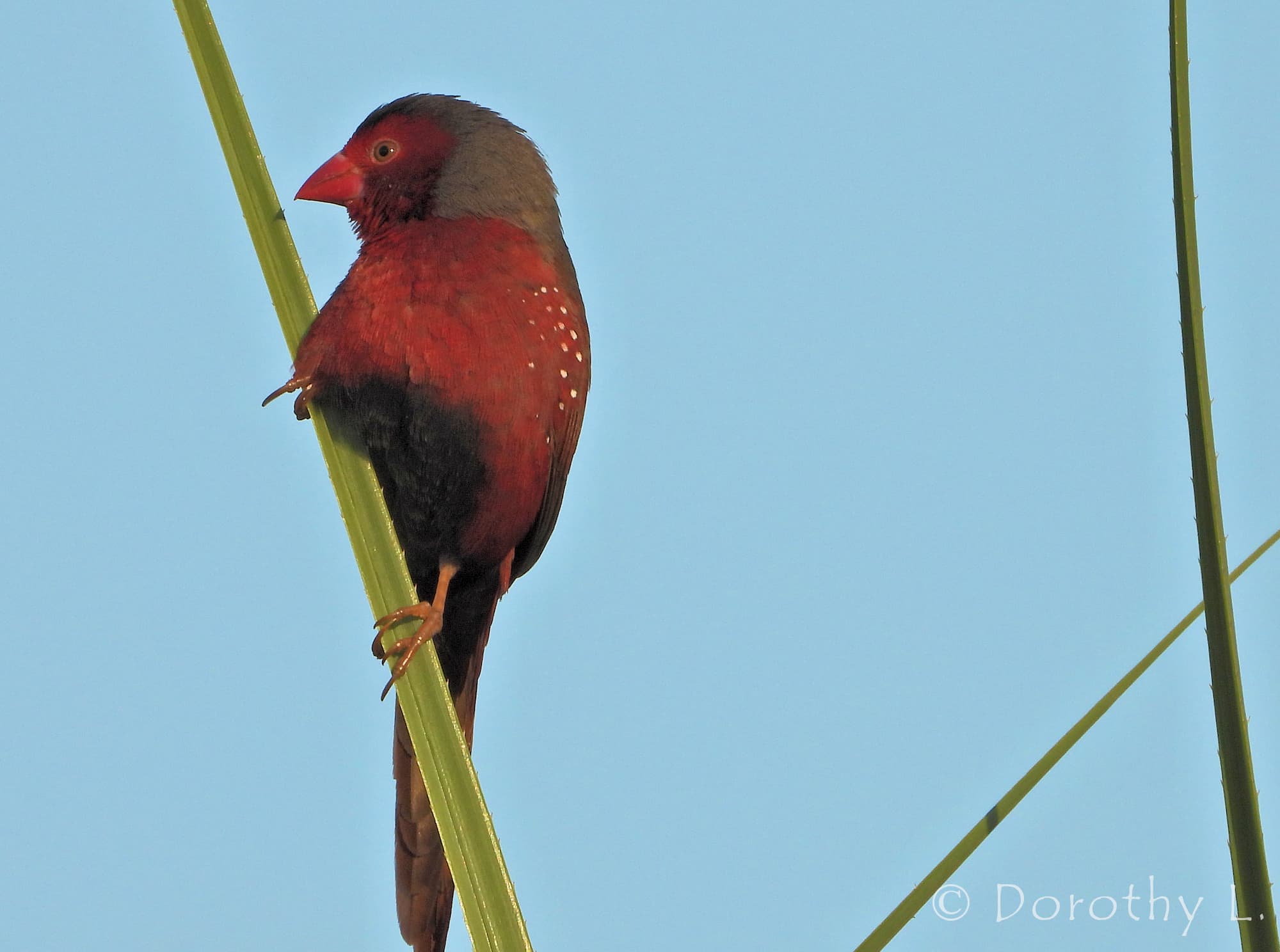 Crimson Finch – Ausemade