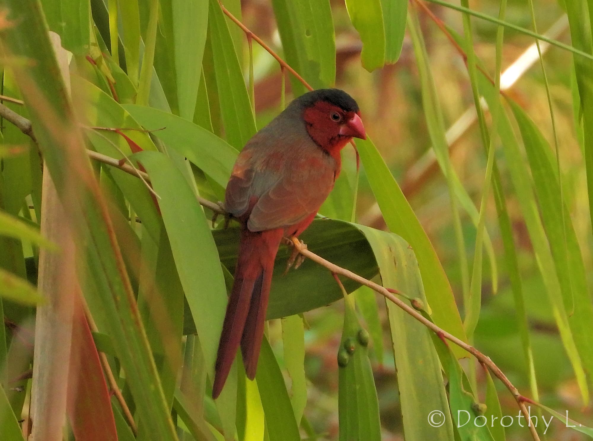 Crimson Finch – Ausemade