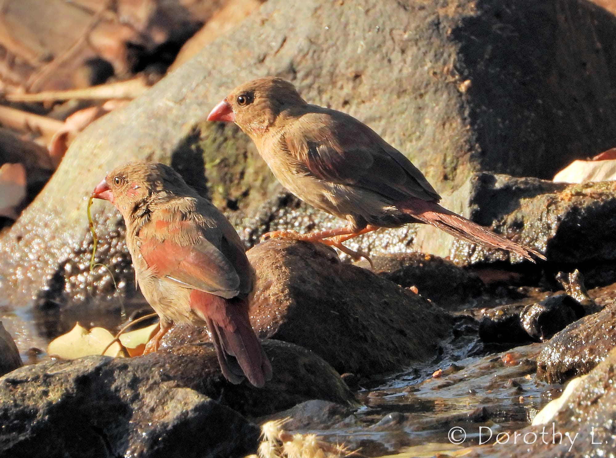Crimson Finch – water – Ausemade