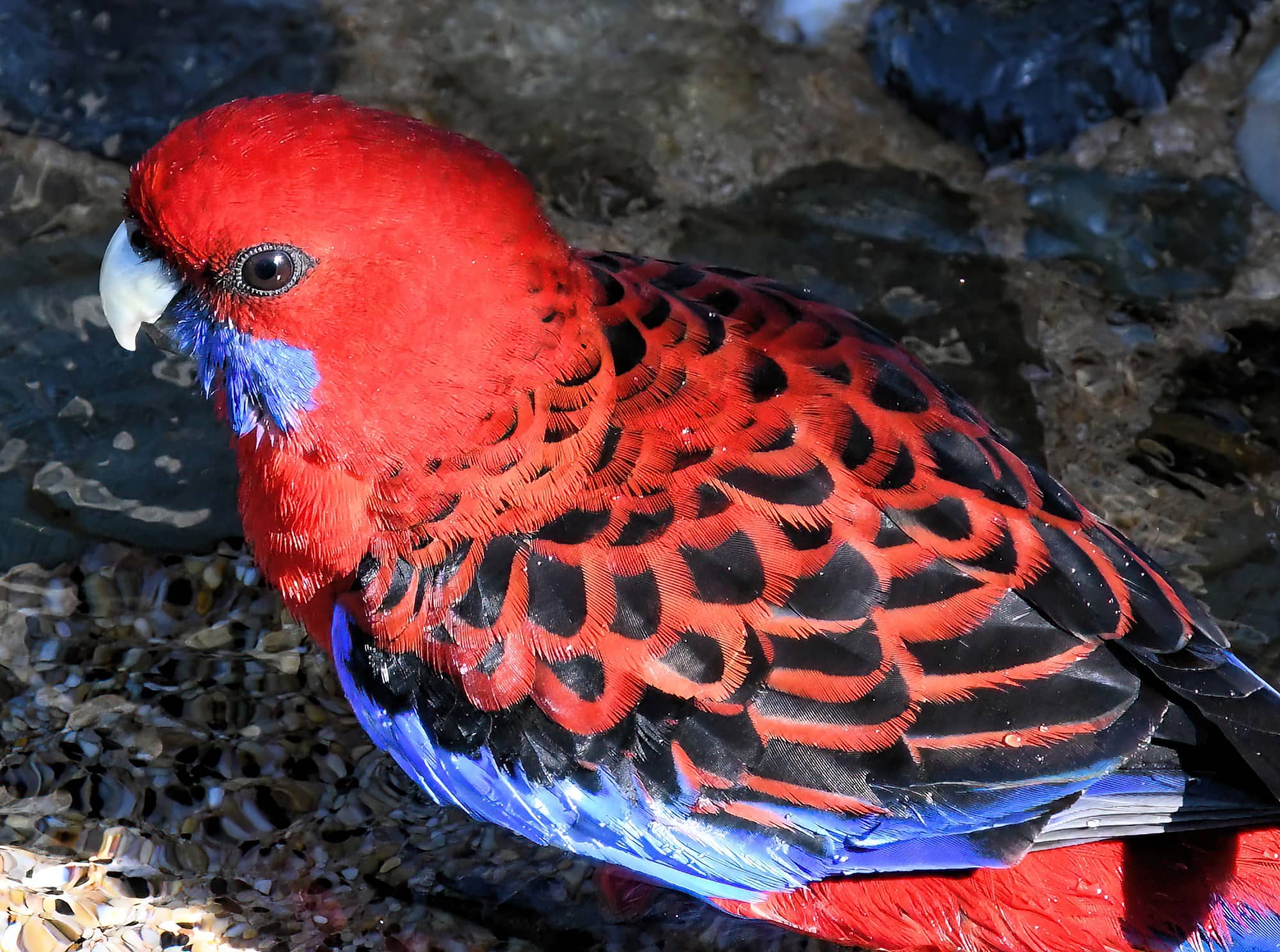 Lamington NP Birds – Ausemade