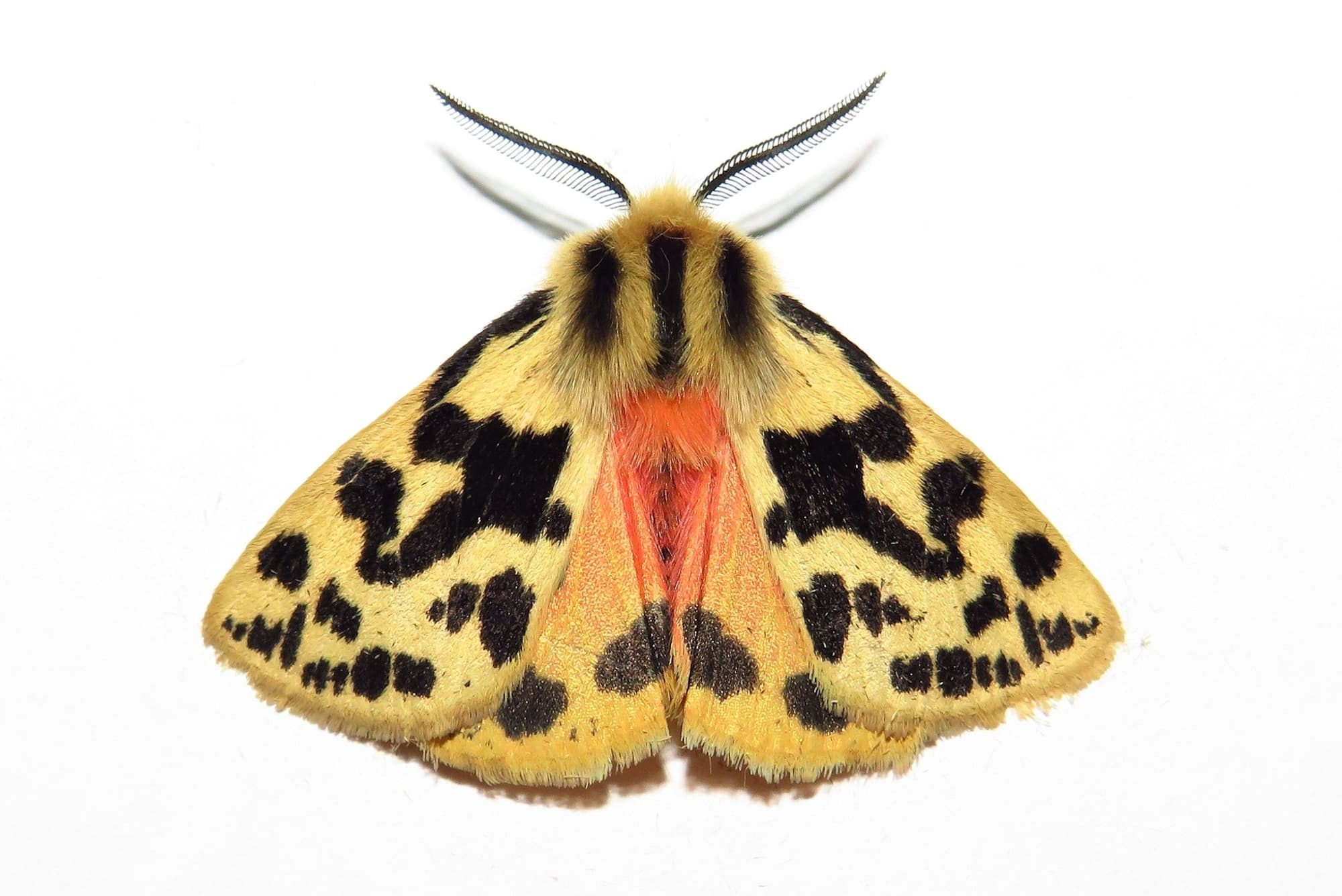 Ardices curvata (Crimson Tiger Moth) – Ausemade