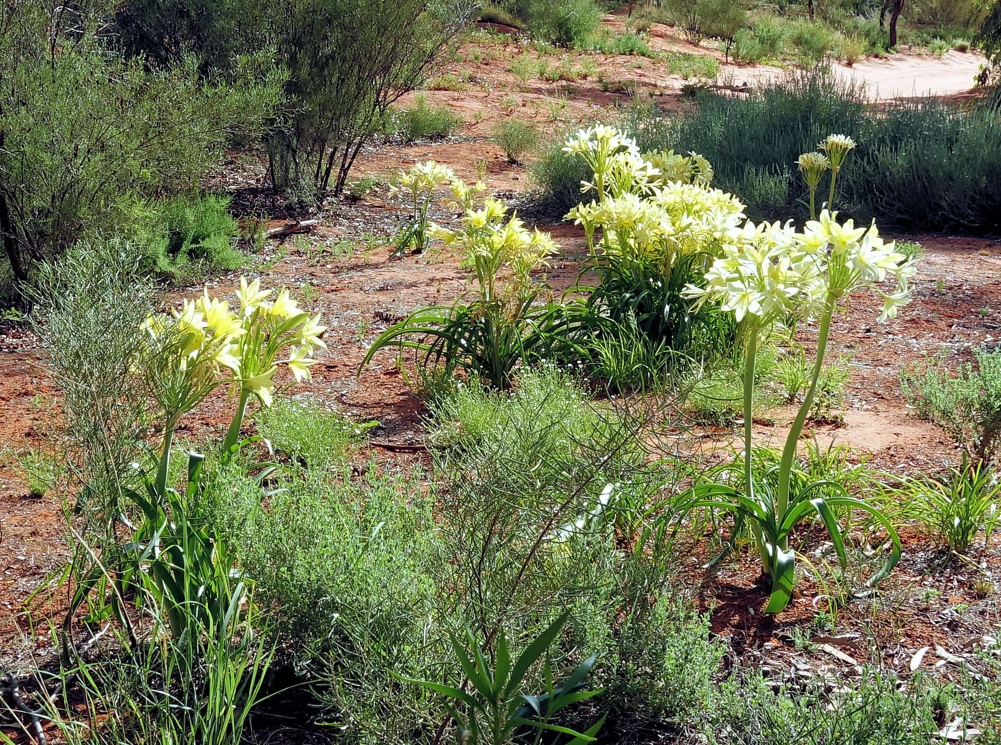 Sandover Lily – Ausemade