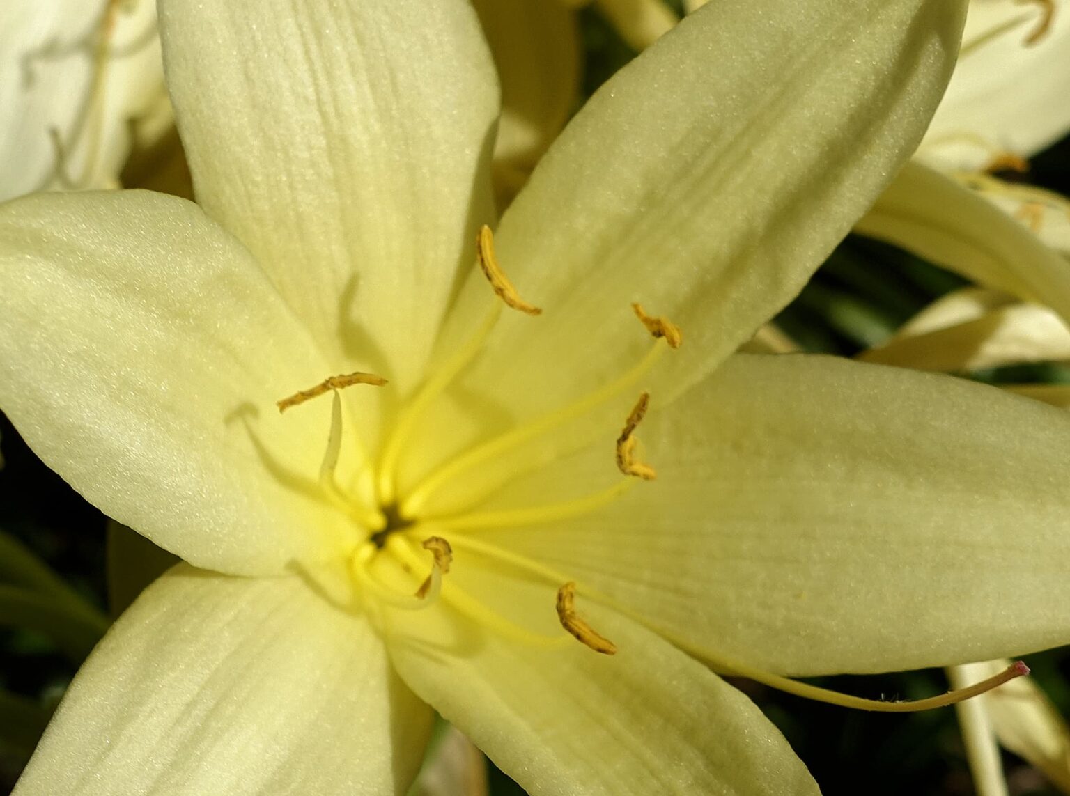 Sandover Lily – Ausemade