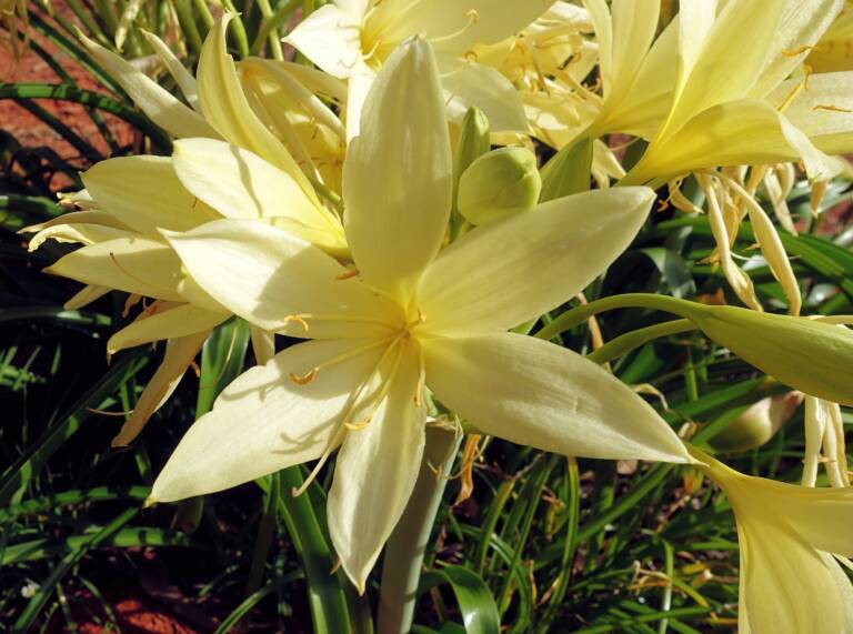 Sandover Lily – Ausemade