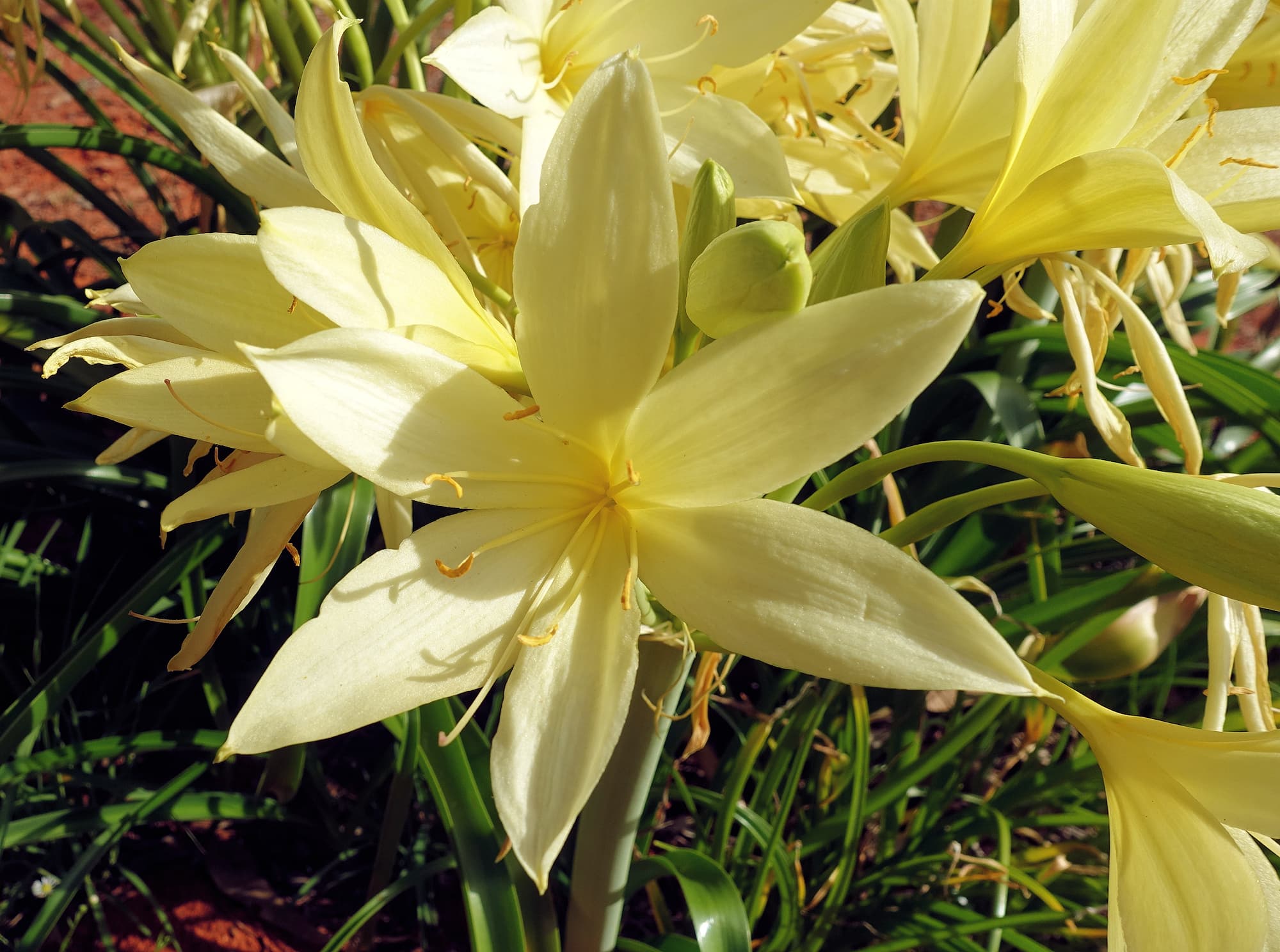Sandover Lily – Ausemade