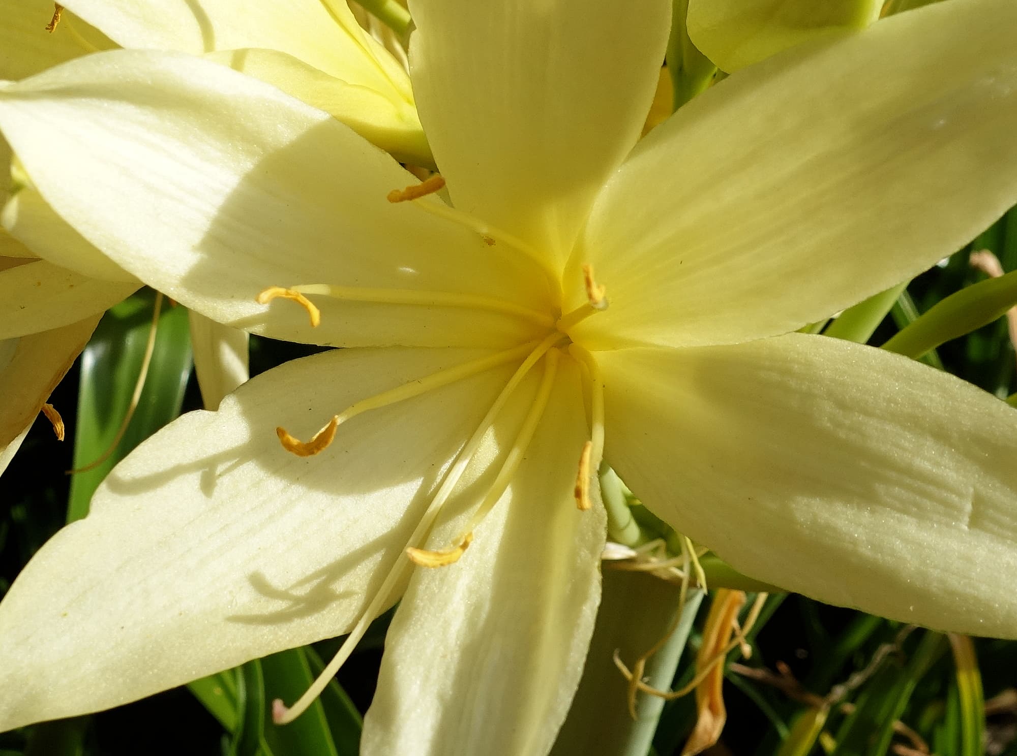 Sandover Lily – Ausemade