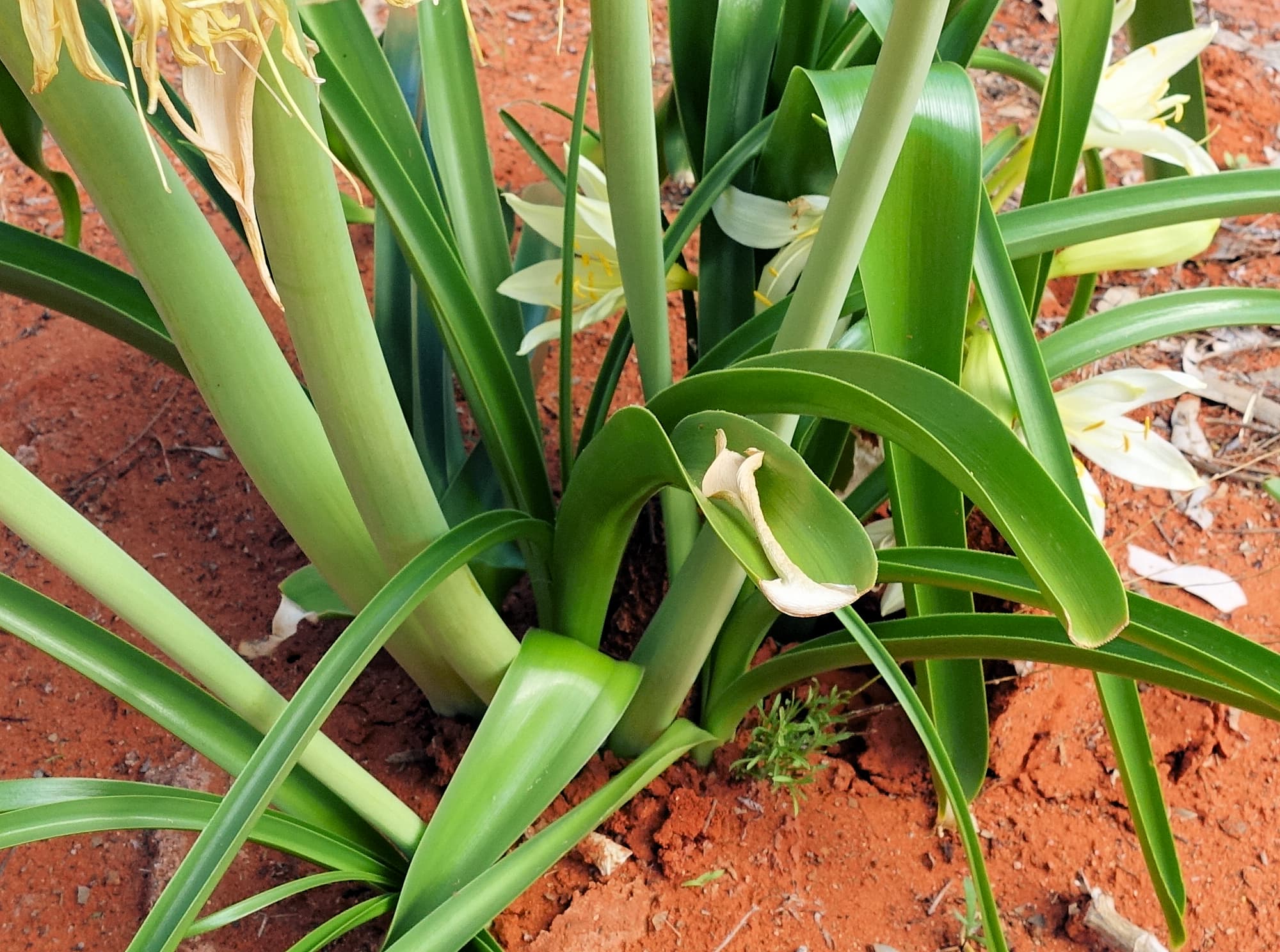 Sandover Lily – Ausemade