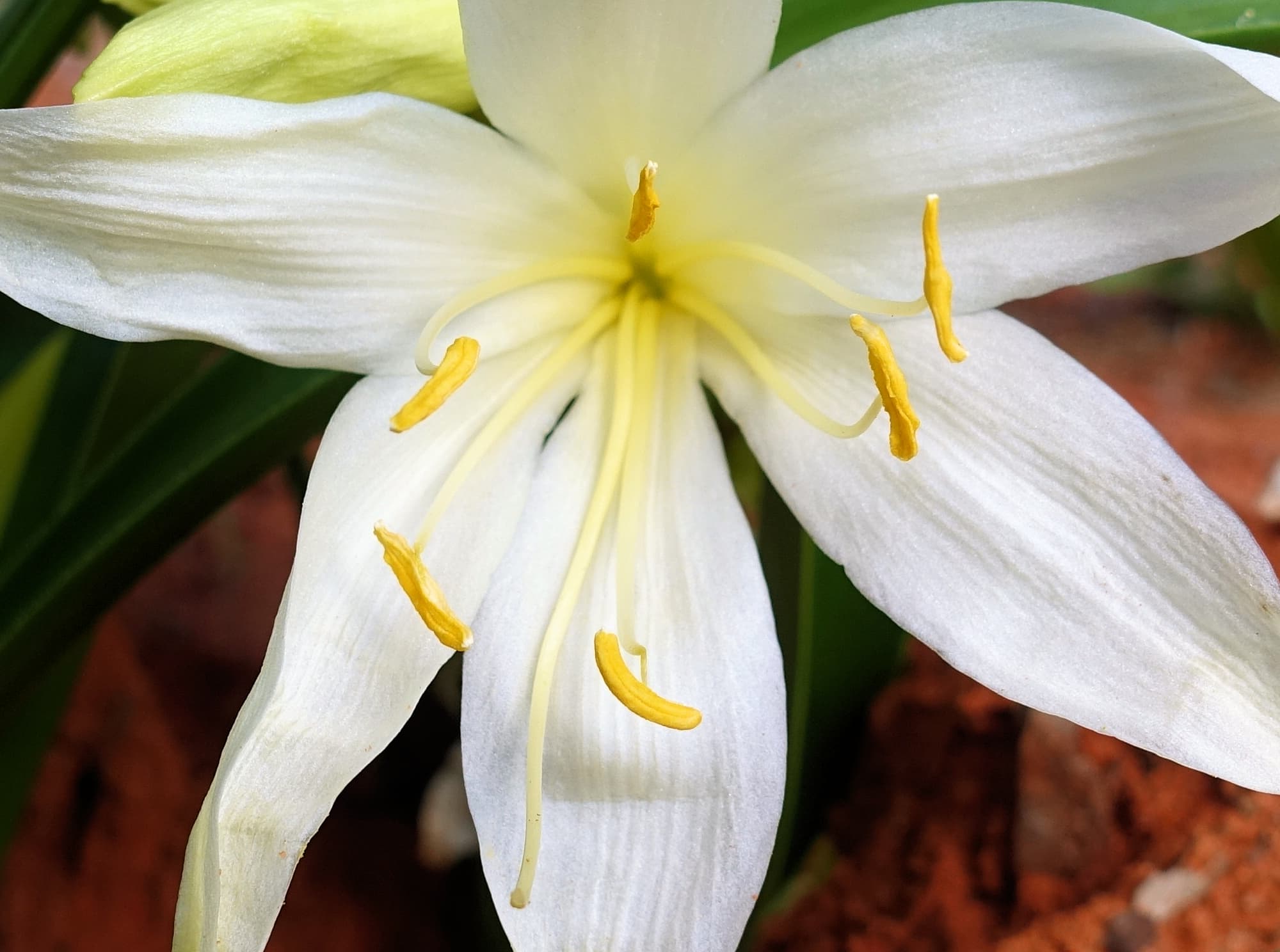 Sandover Lily – Ausemade