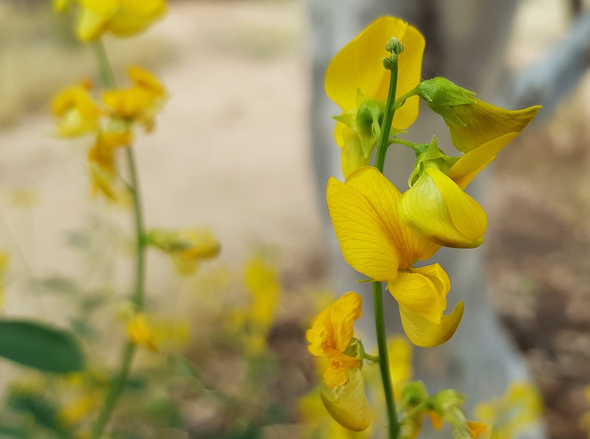 Crotalaria eremaea – Ausemade
