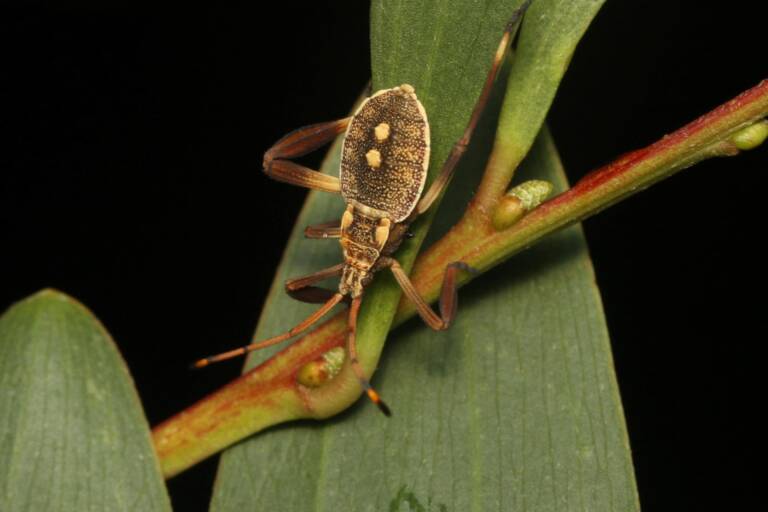 Mictis profana Nymph – Ausemade
