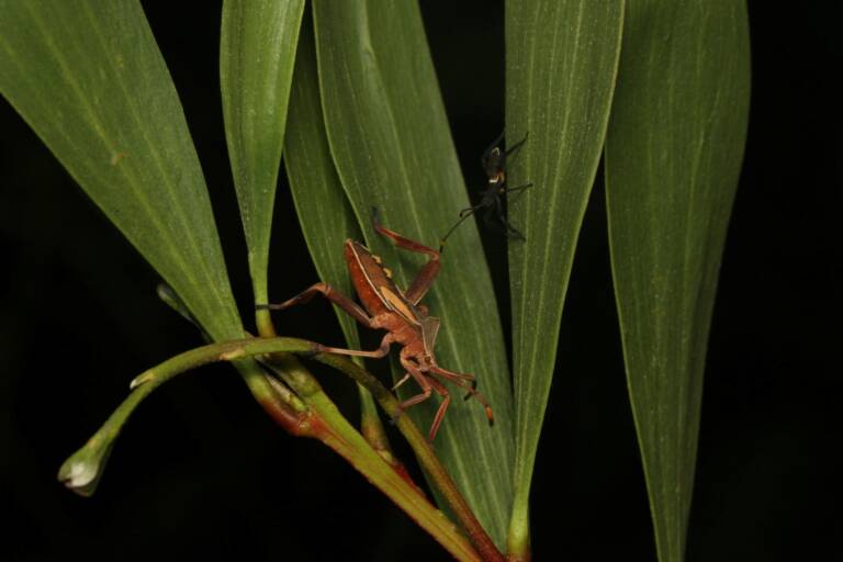 Mictis profana Nymph – Ausemade