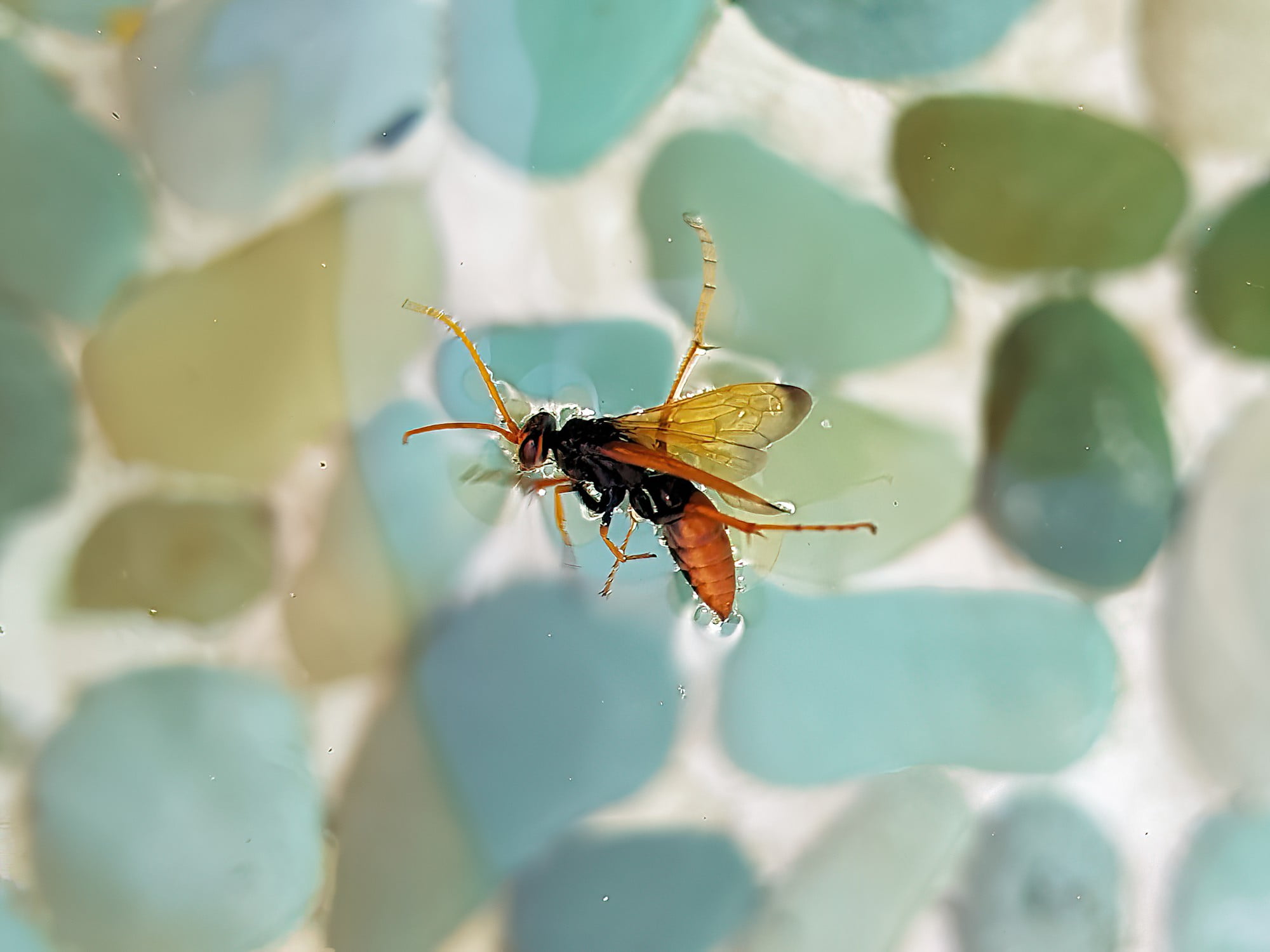 Orange Wasps – Ausemade