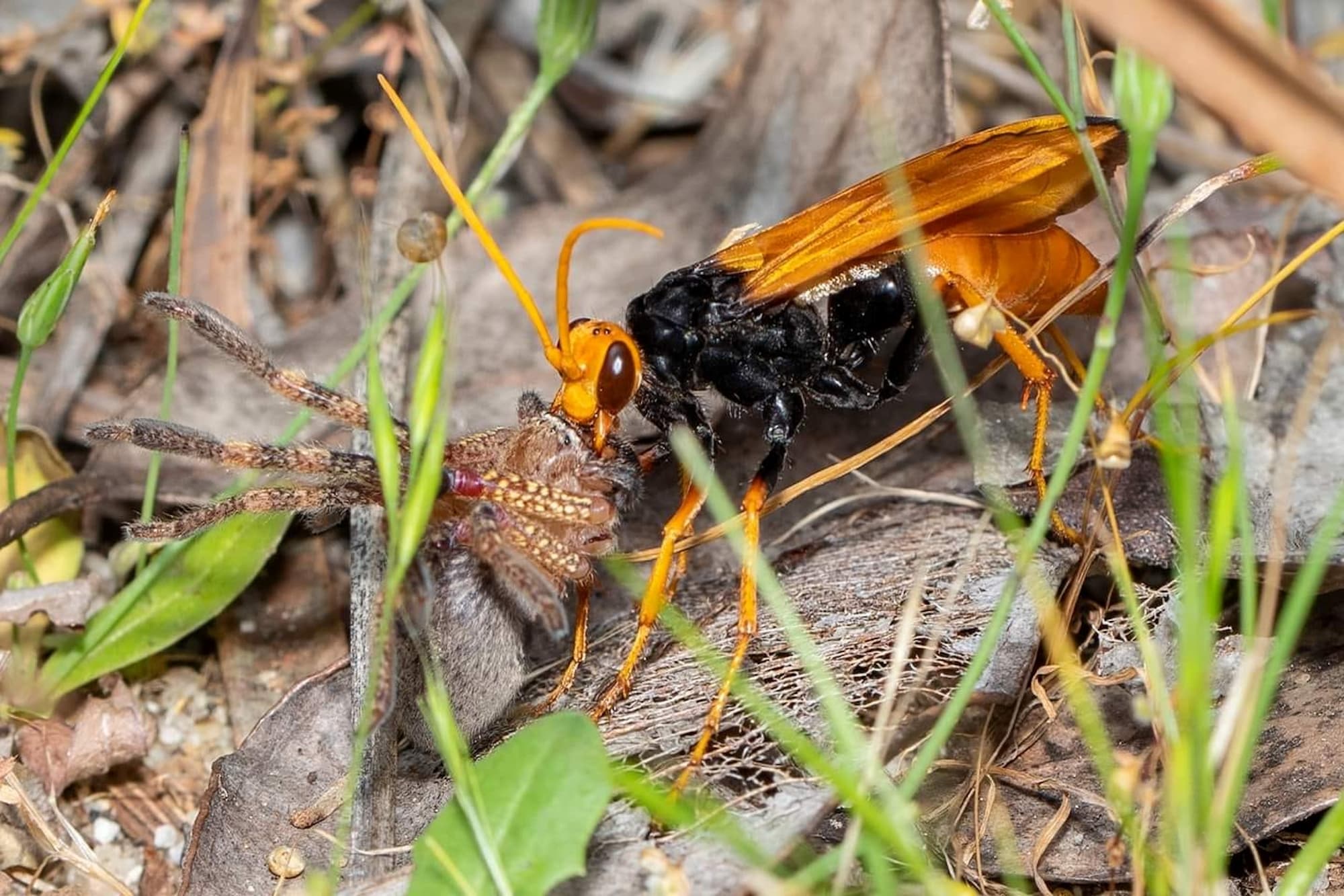 Cryptocheilus bicolor Prey – Ausemade