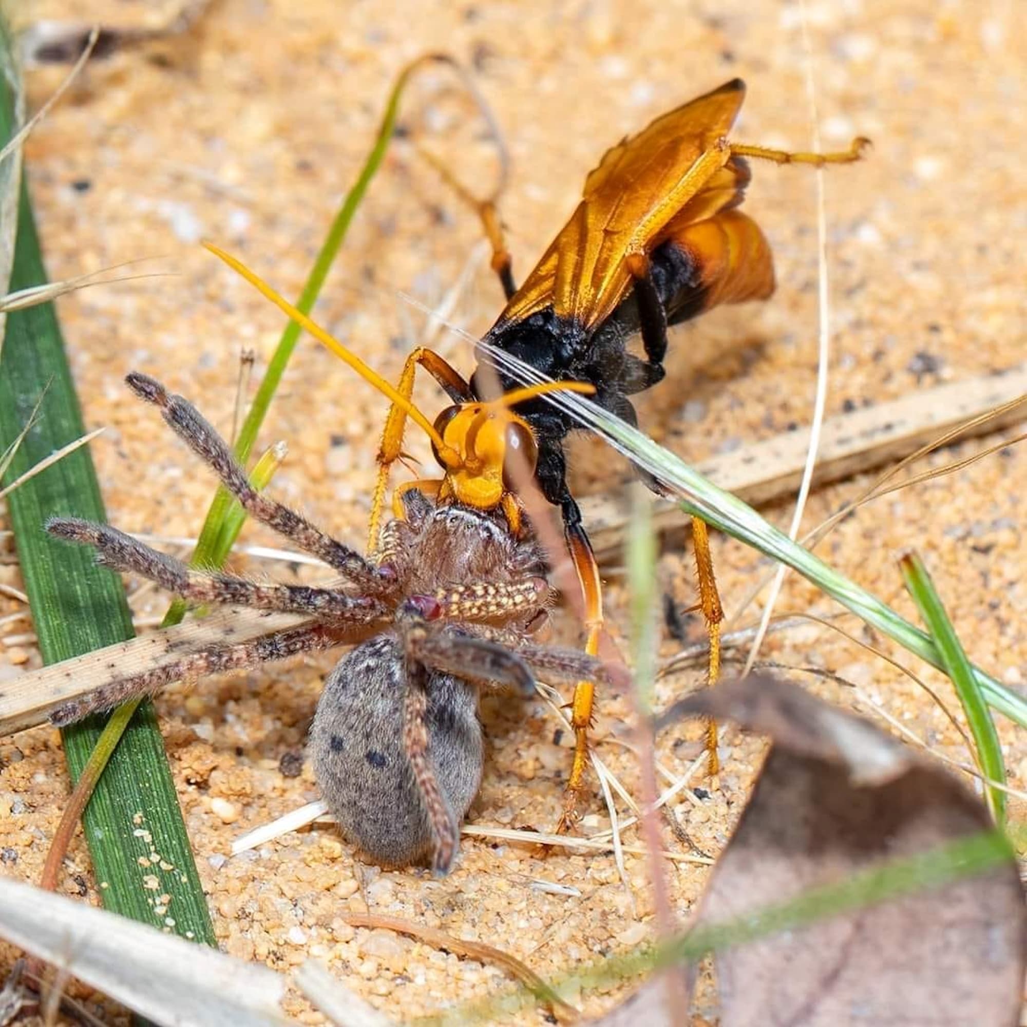 Cryptocheilus bicolor Prey – Ausemade
