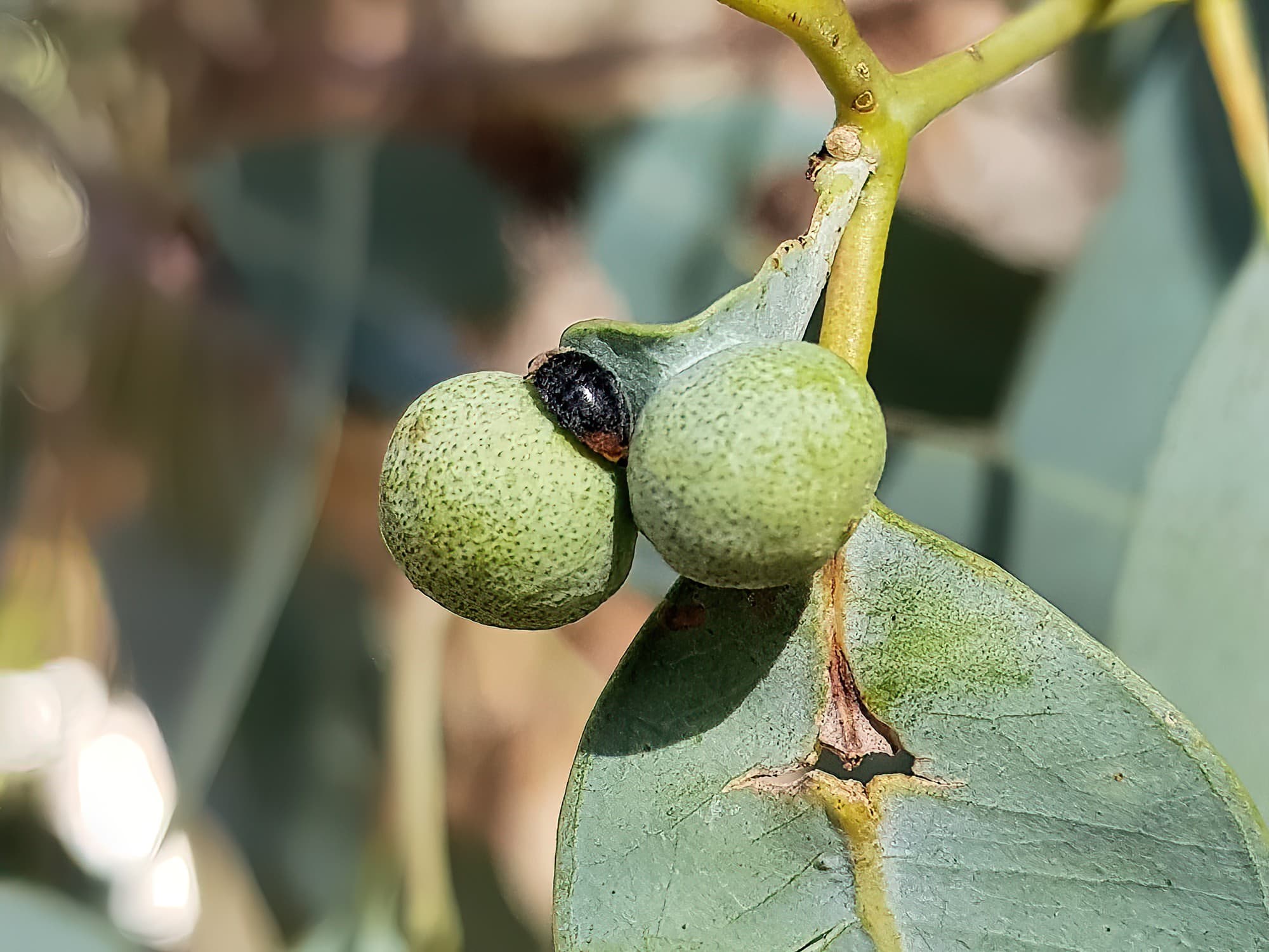 Cryptolaemus montrouzieri (Mealybug Destroyer Beetle) – Ausemade