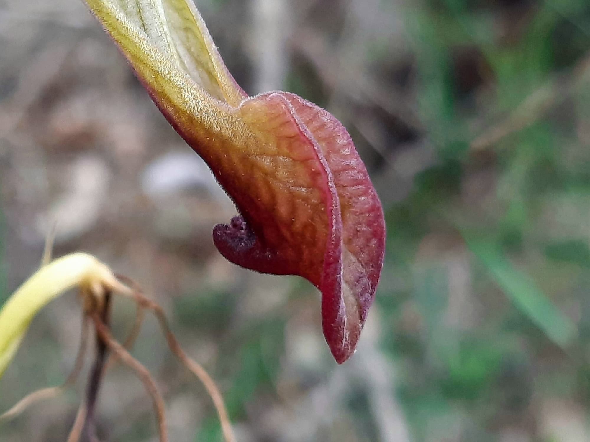 Cryptostylis ovata (Slipper Orchid) – Ausemade