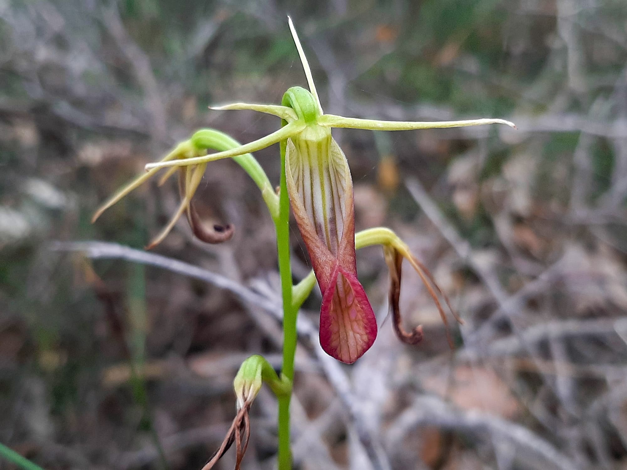 Cryptostylis ovata (Slipper Orchid) – Ausemade