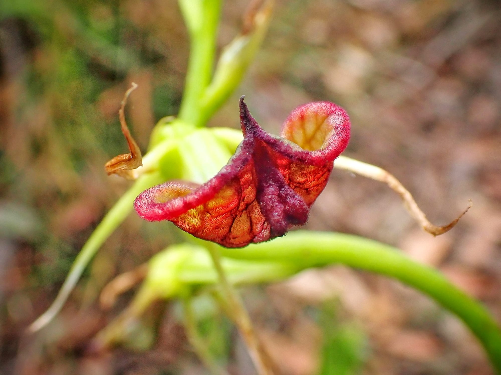 Cryptostylis ovata (Slipper Orchid) – Ausemade