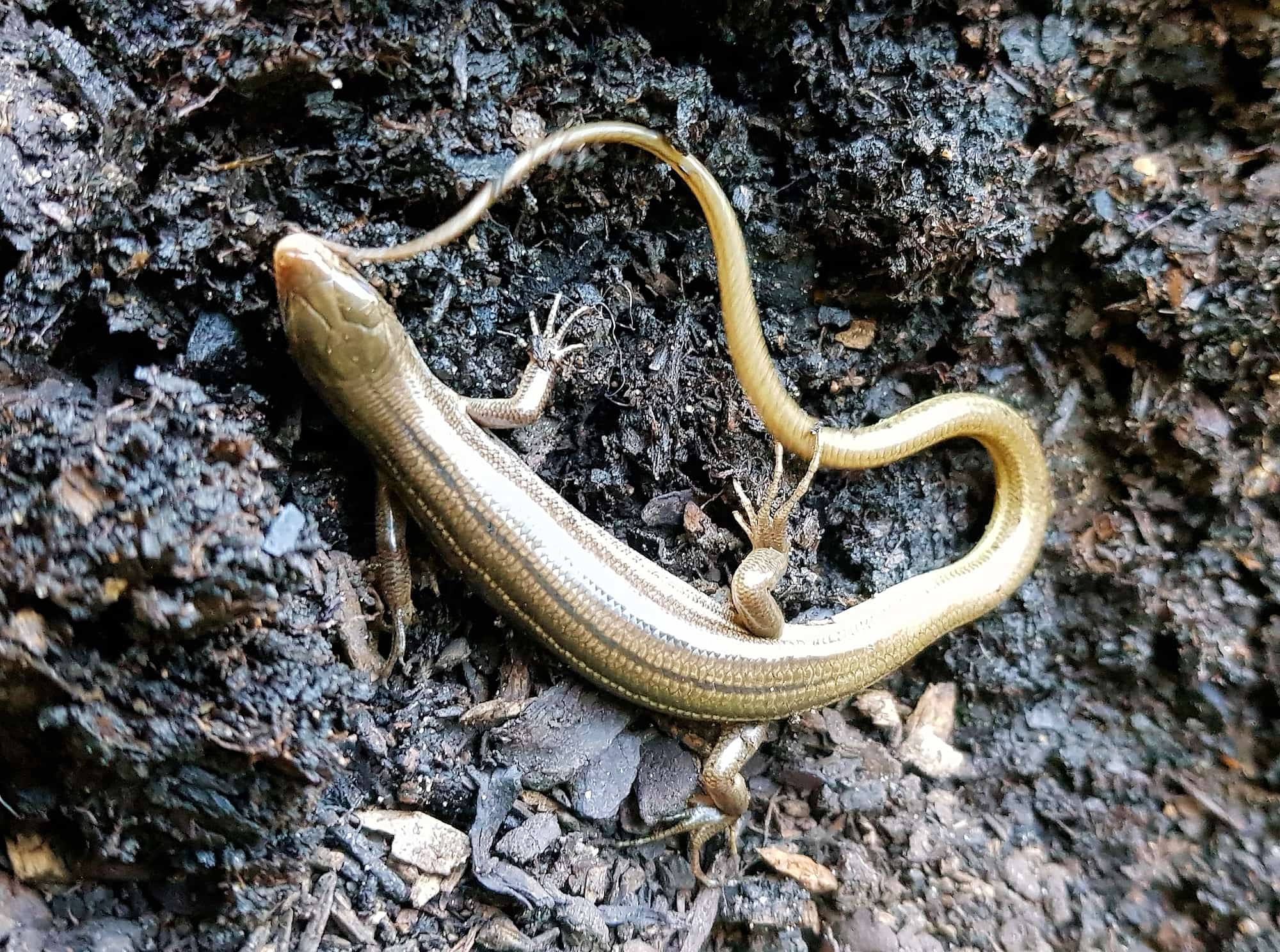 Ctenotus leonhardii – Ausemade