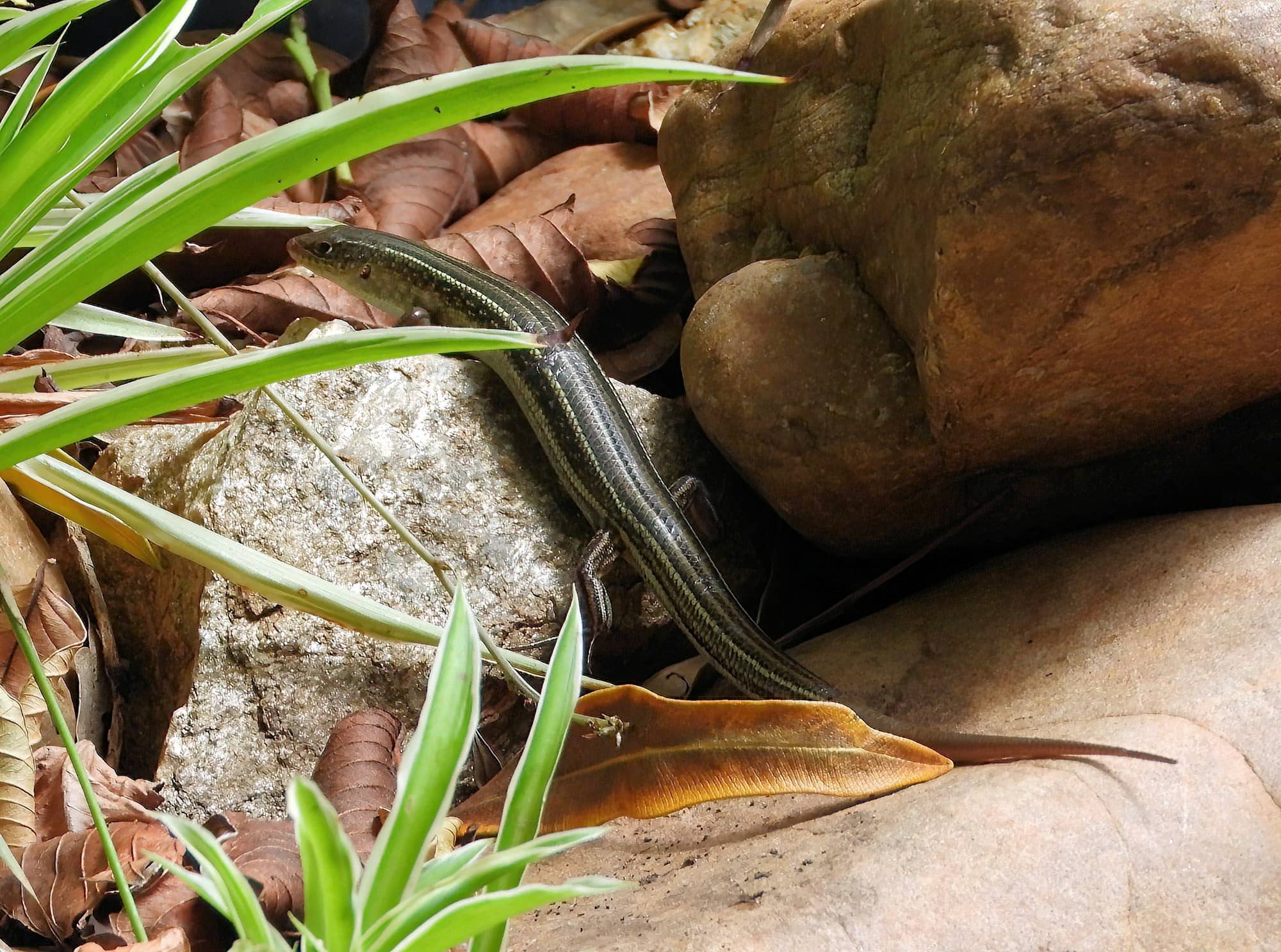 Reptiles – Ausemade