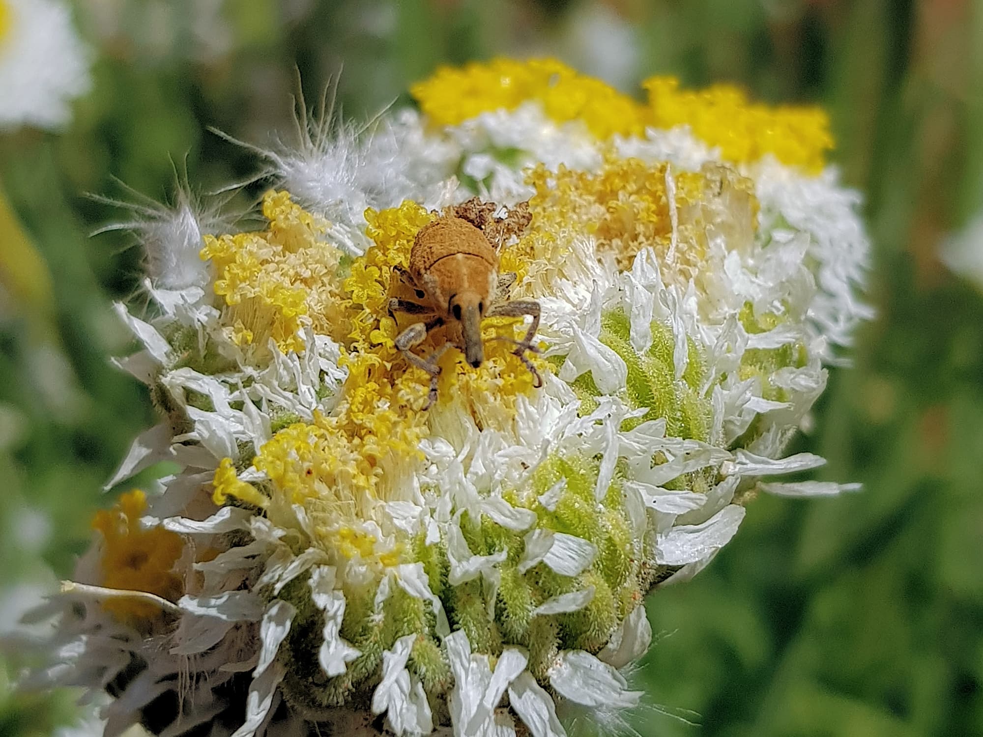 Curculionidae – Ausemade