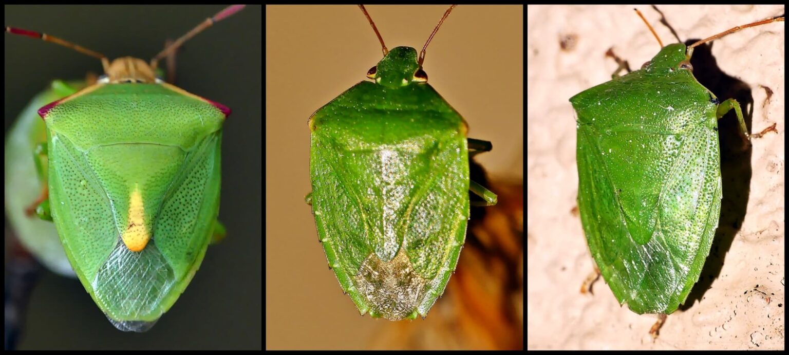 Shield Bugs – Stink Bugs – Ausemade