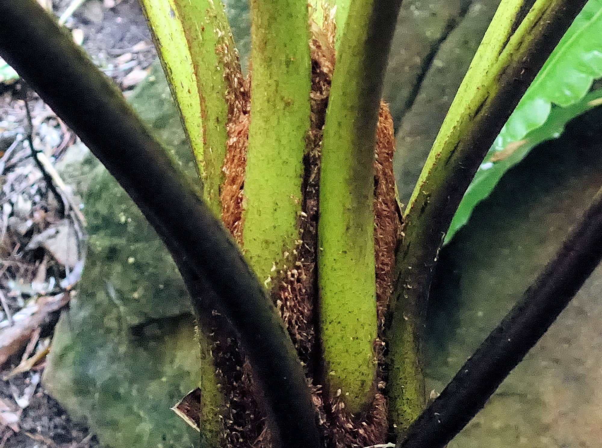 Cyathea australis – Ausemade