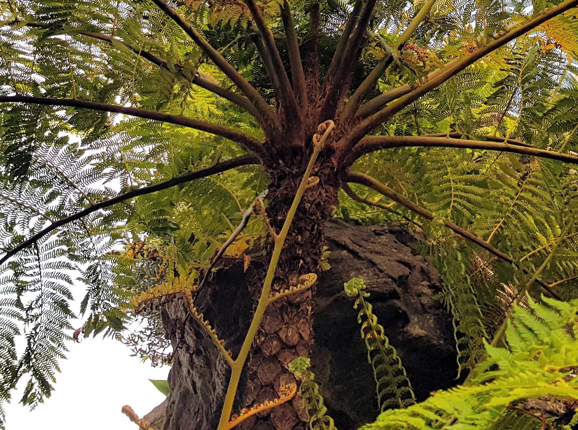 Cyathea cooperi – Ausemade