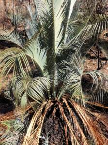 MacDonnell Ranges Cycad – Ausemade