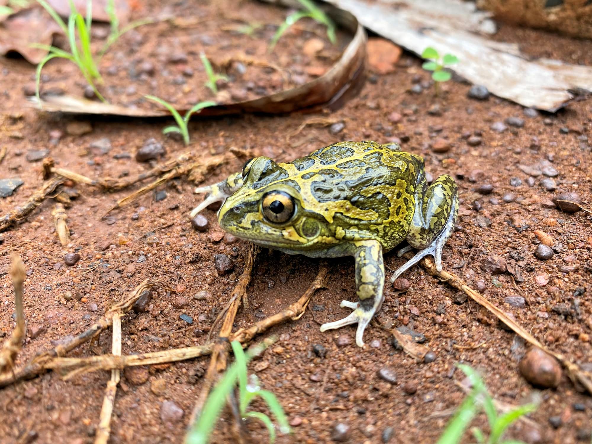 Long-footed Frog (Cyclorana longipes) – Ausemade