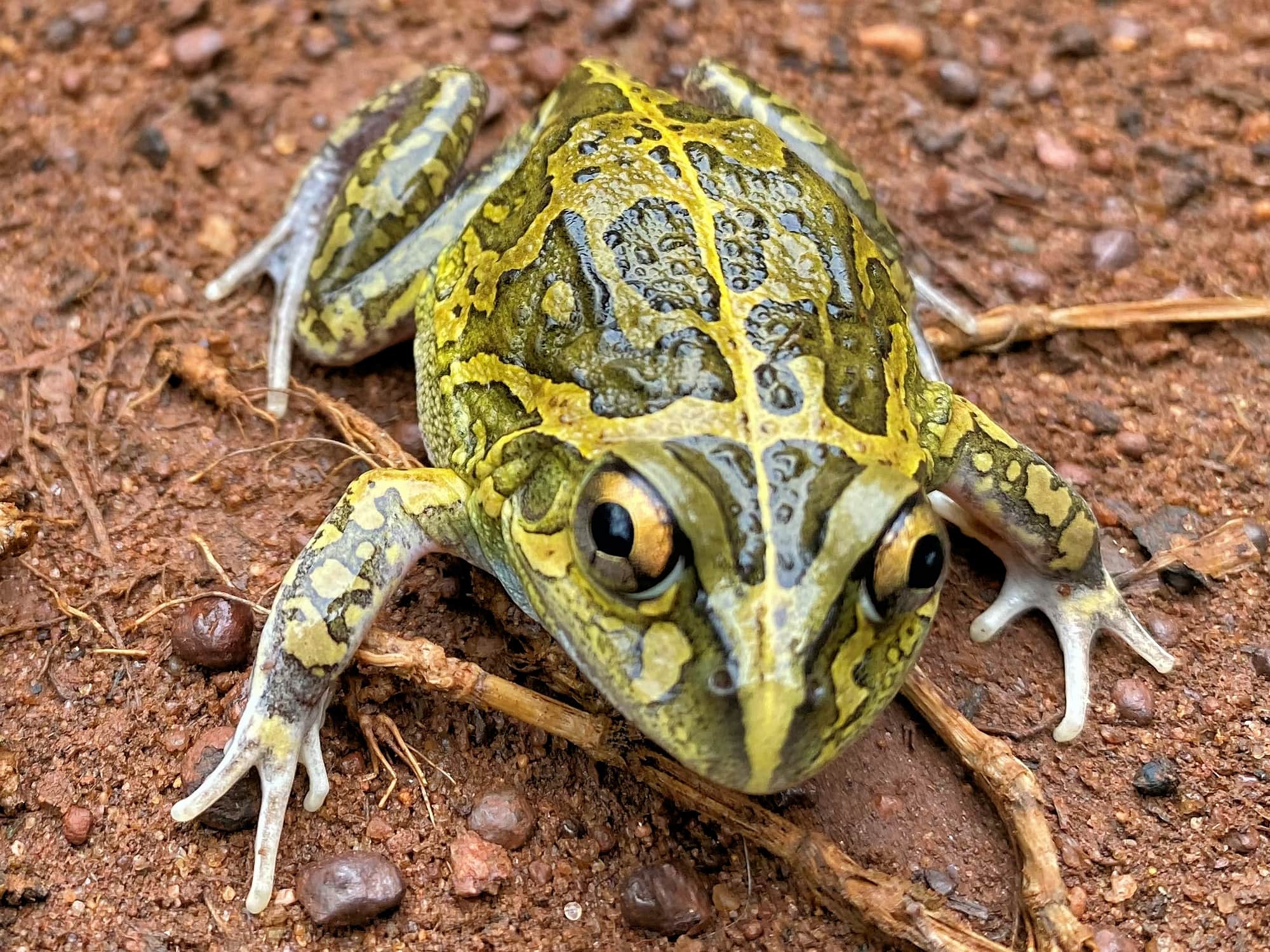 Long-footed Frog (Cyclorana longipes) – Ausemade