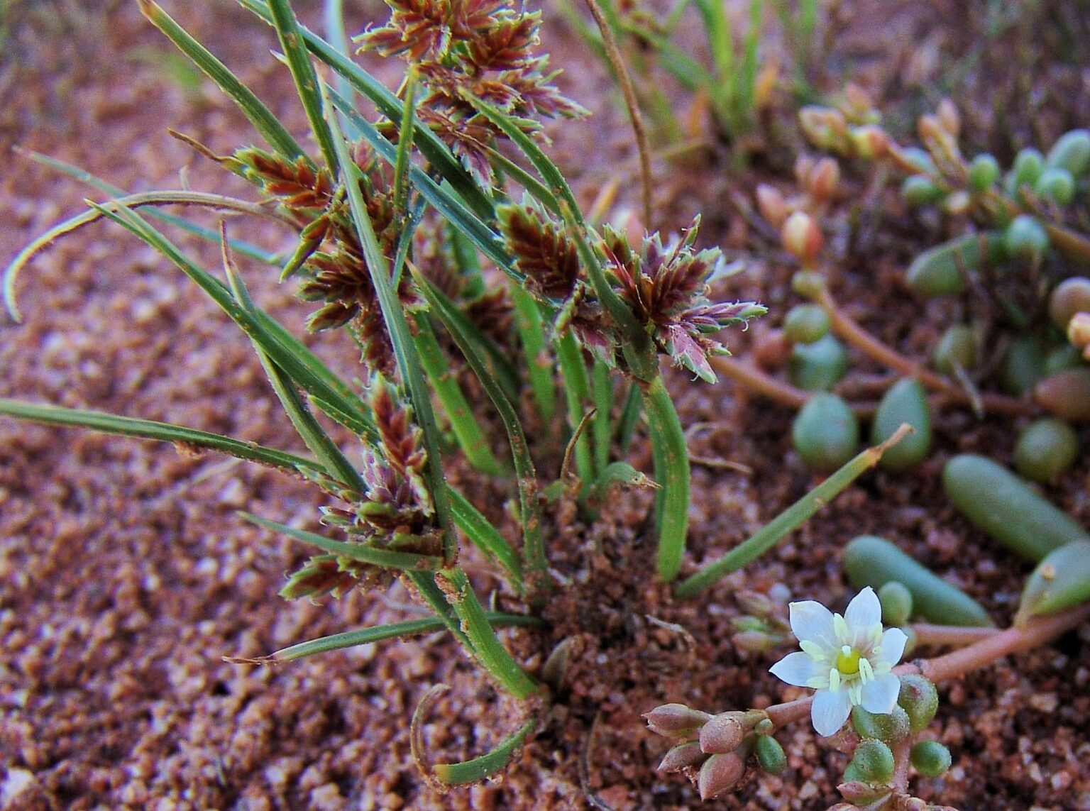 Cyperus sp – Ausemade