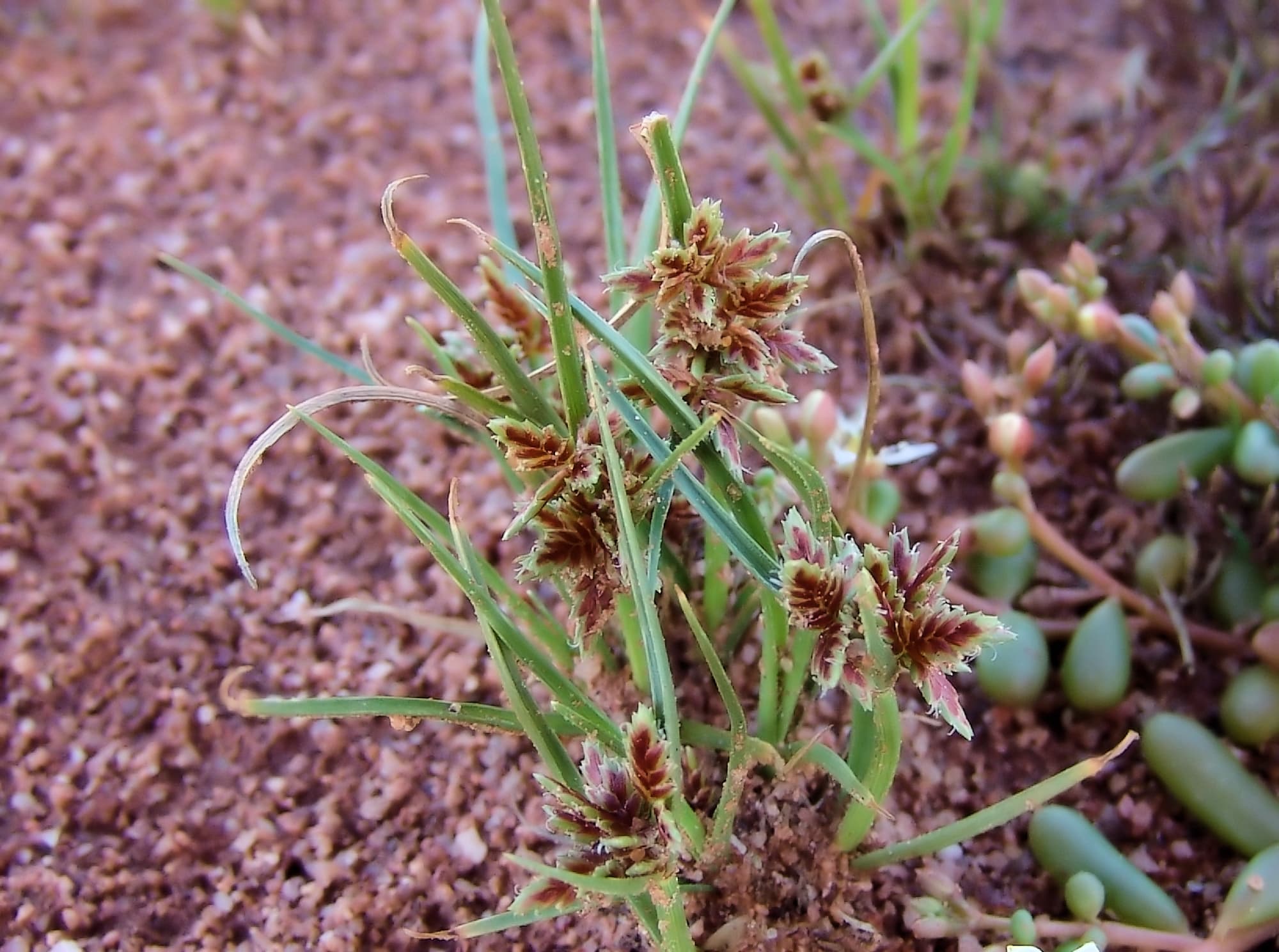 Cyperus sp – Ausemade