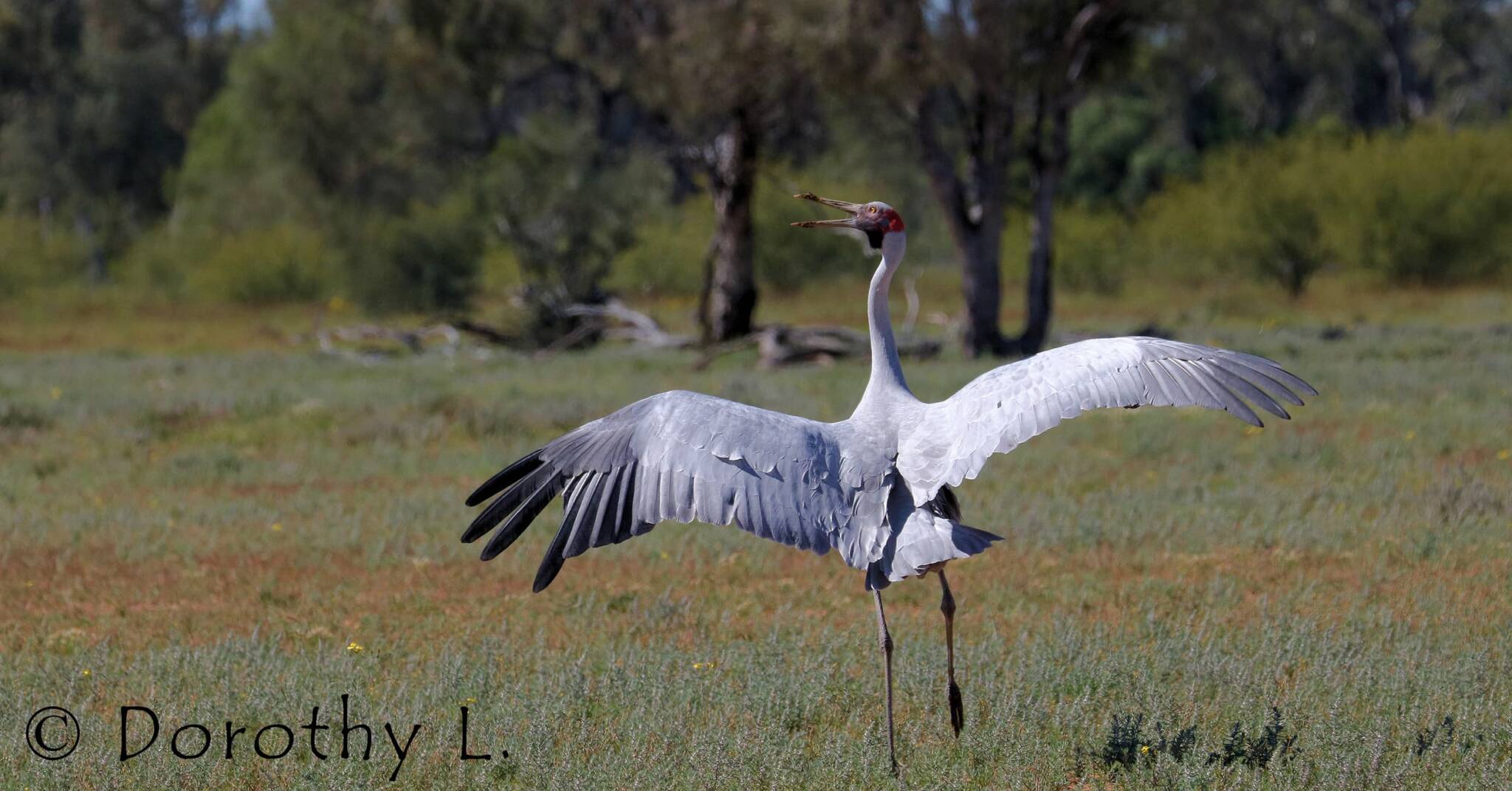 Brolga Dreaming – Ausemade