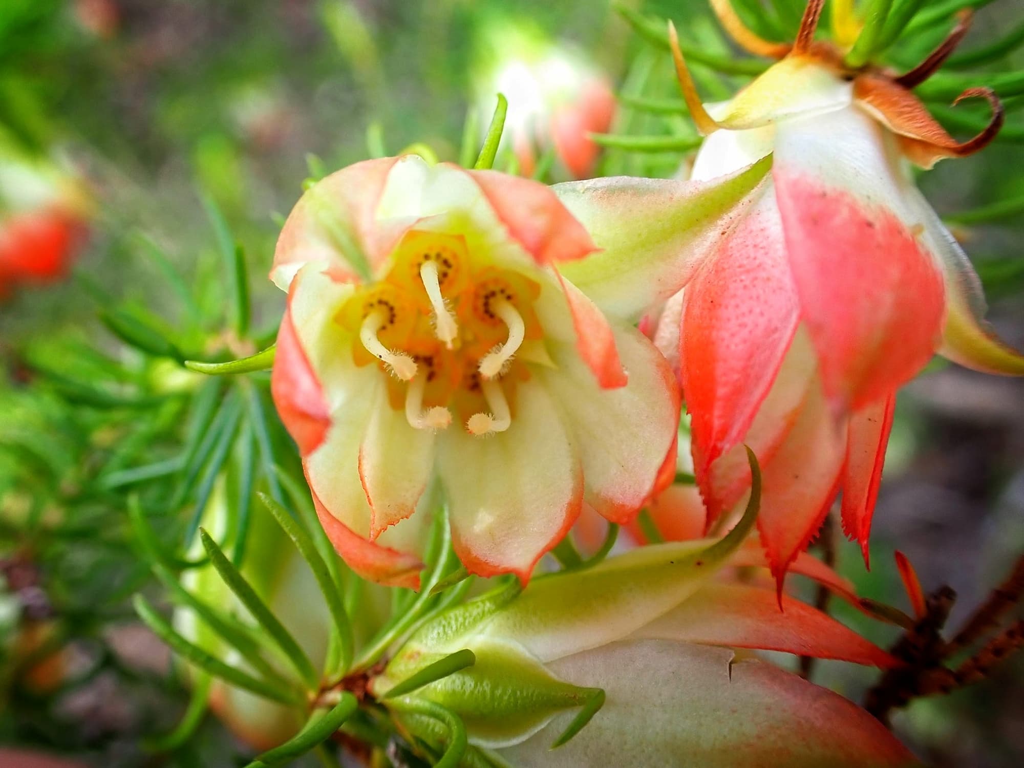 Darwinia wittwerorum (Wittwer’s Mountain Bell) – Ausemade