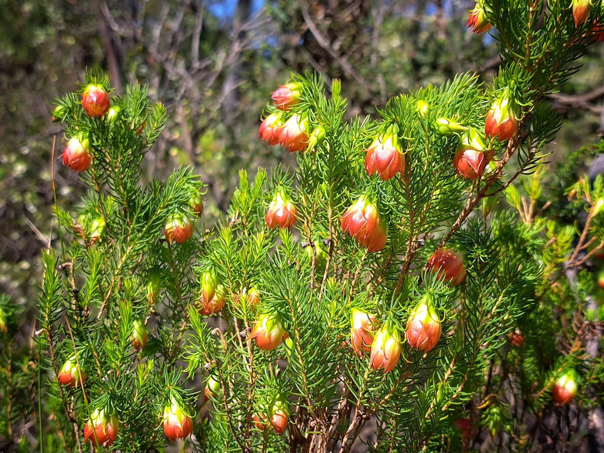 Darwinia wittwerorum (Wittwer’s Mountain Bell) – Ausemade
